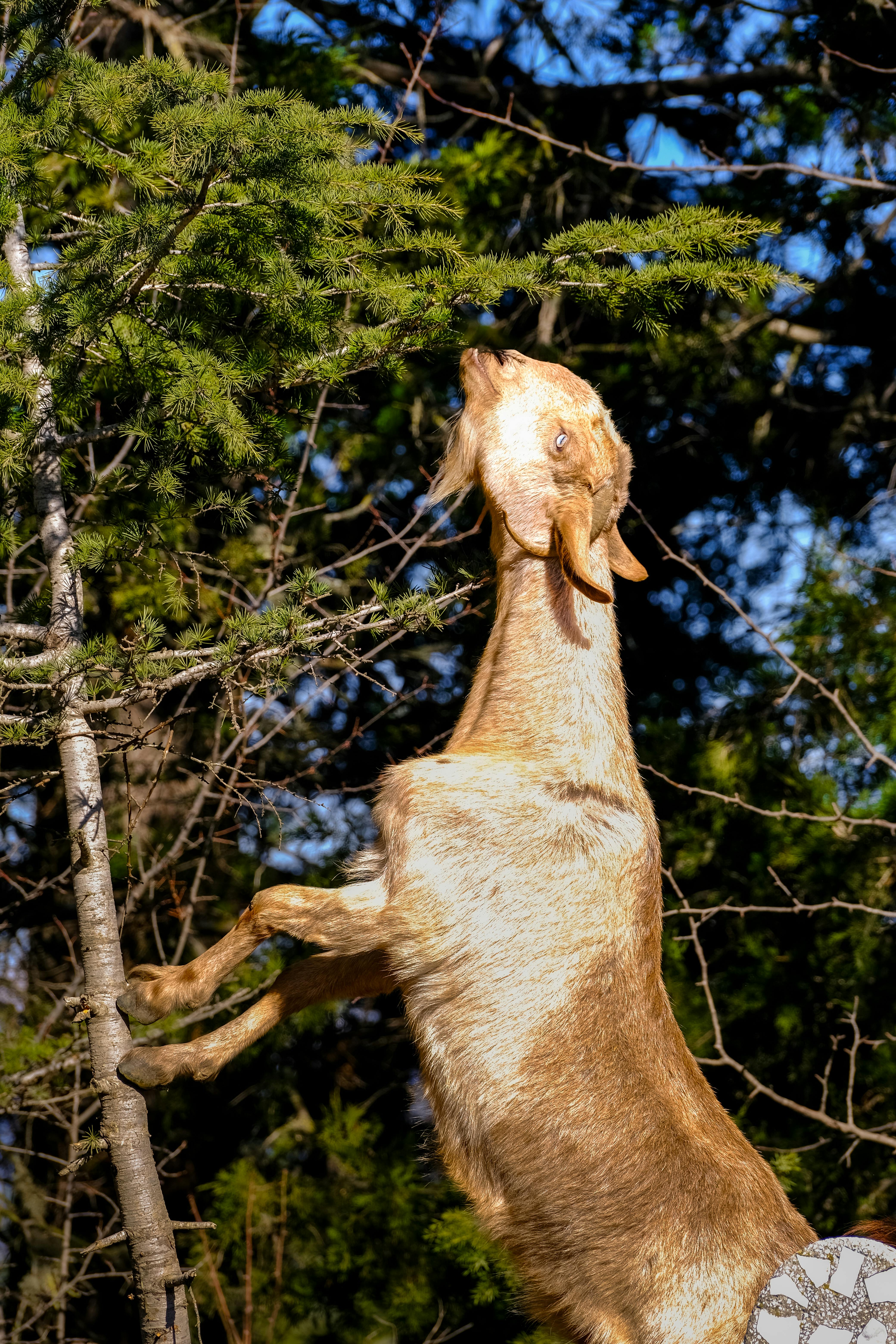 Brown goat reaching for tree leaves outdoors · Free Stock Photo