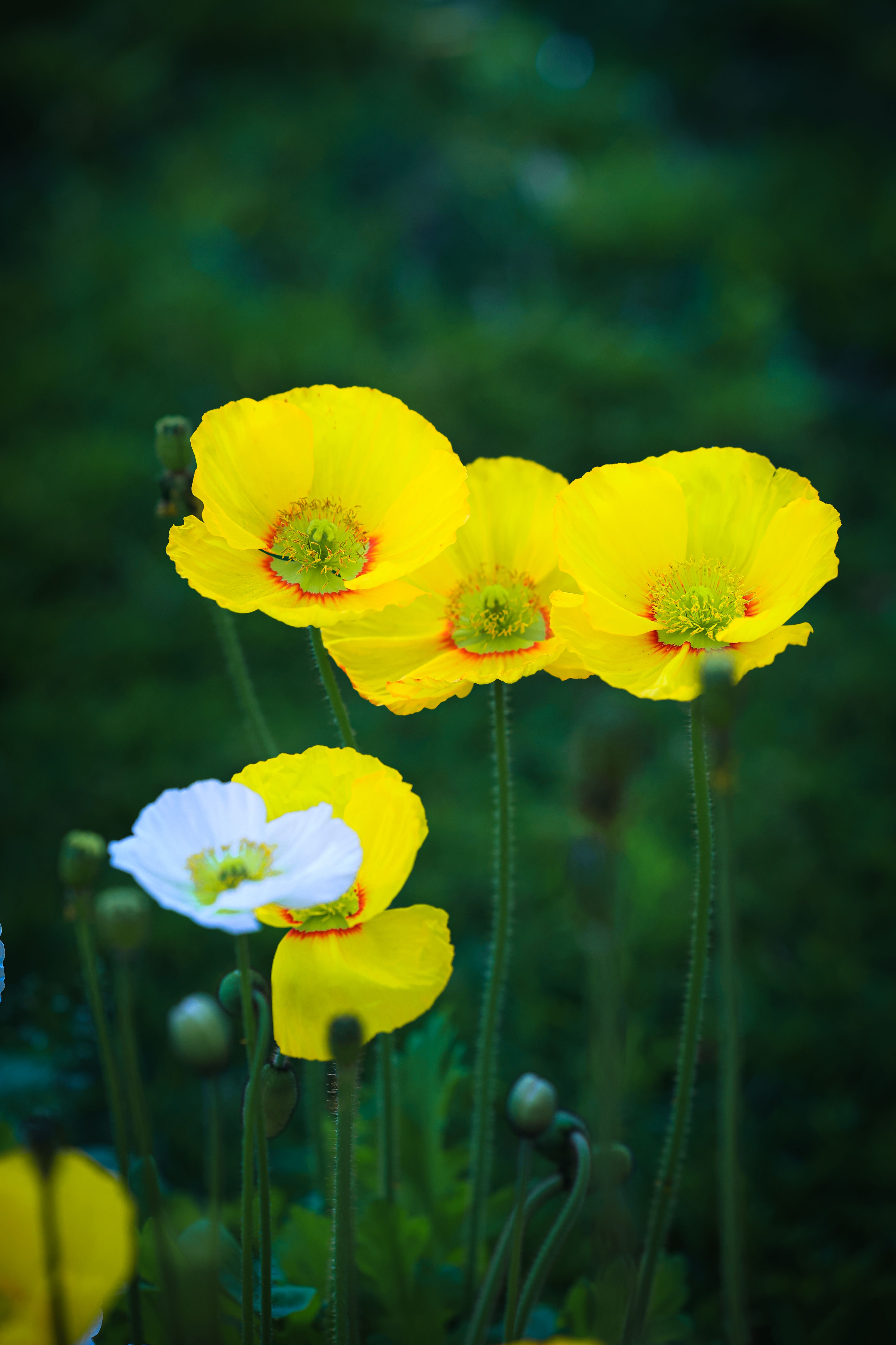 Bright Yellow Poppies in a Lush Green Garden · Free Stock Photo