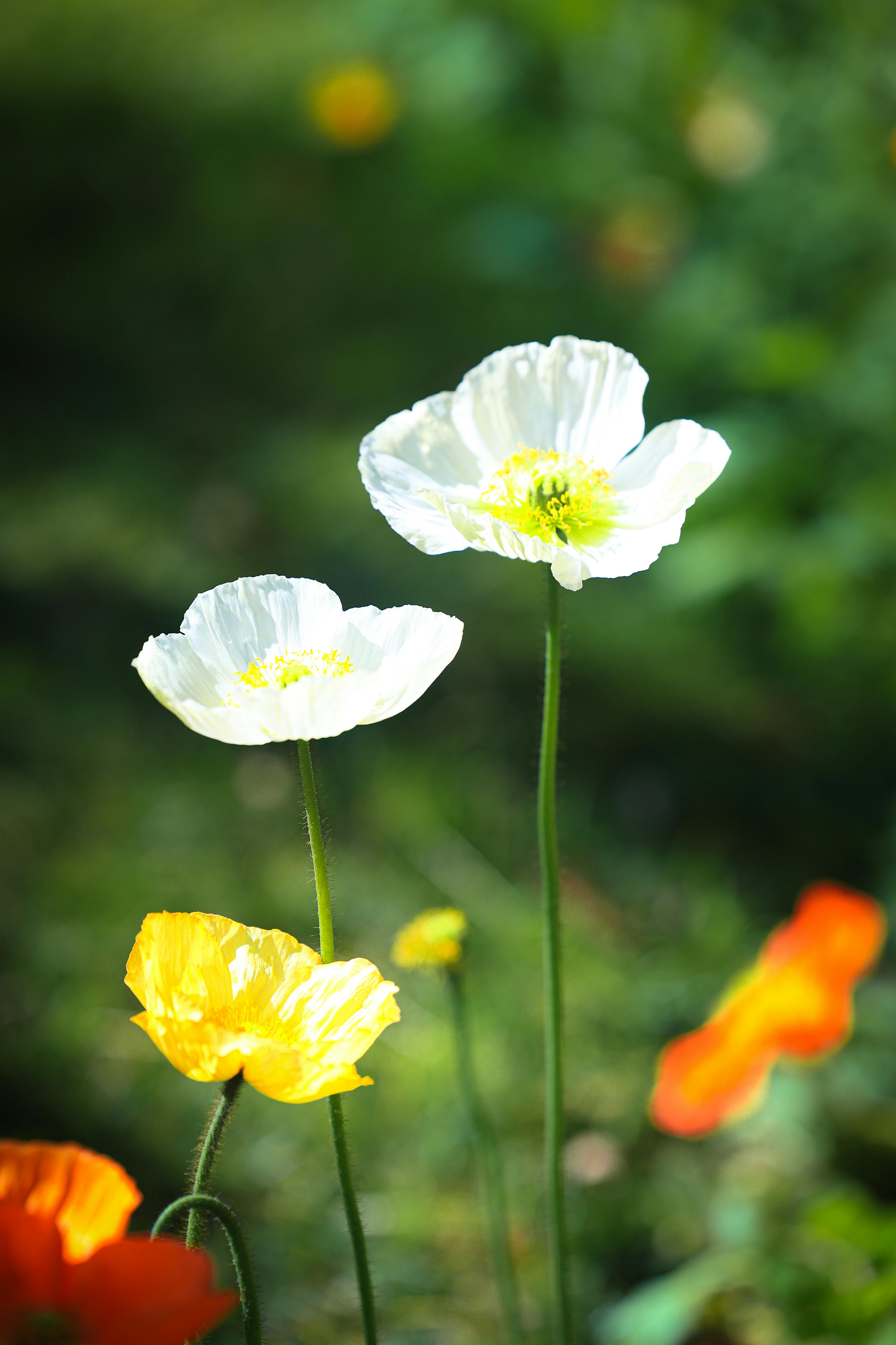 Bright Colorful Poppies Blooming in Sunlight · Free Stock Photo