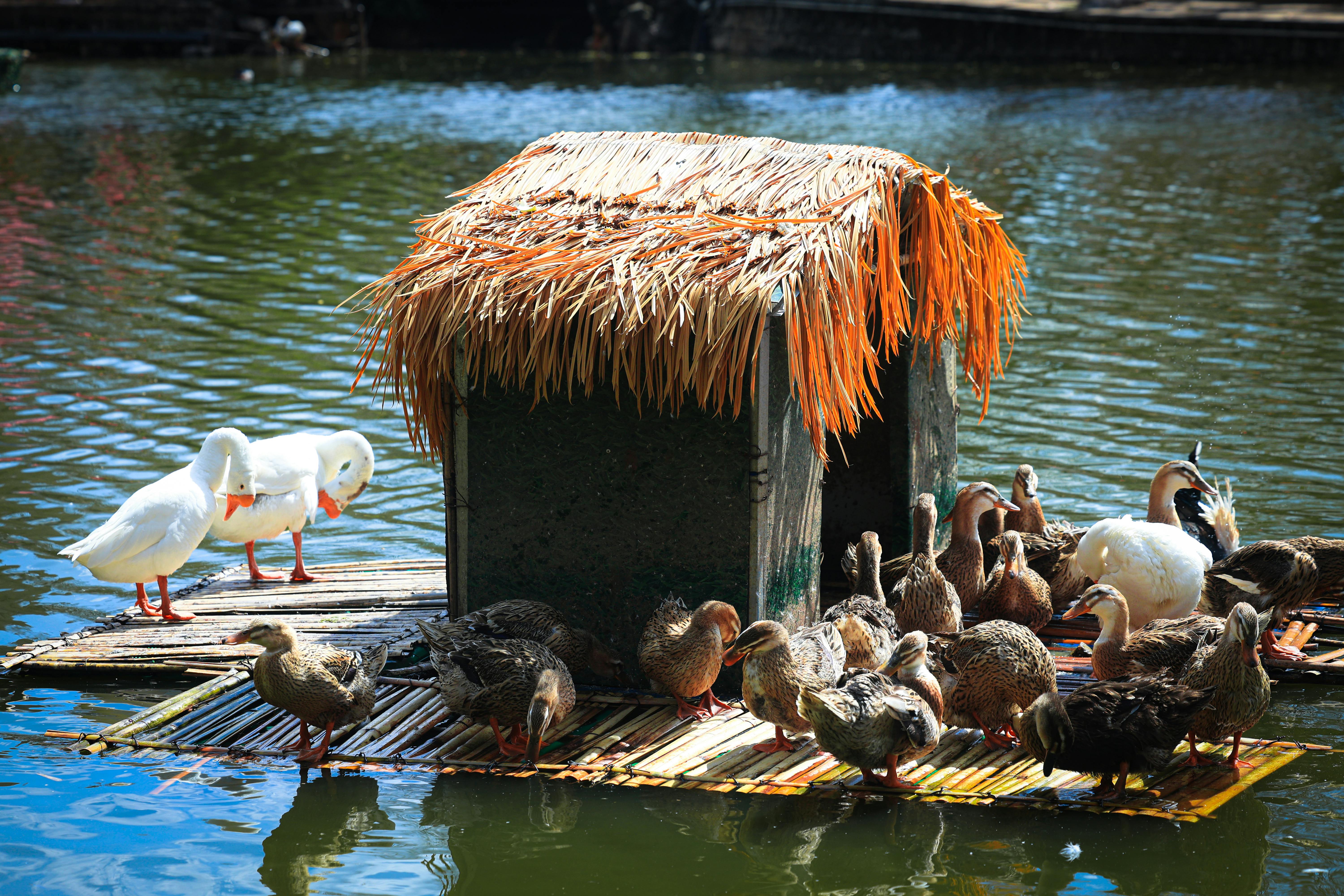 Floating Duck Hut on Serene Pond · Free Stock Photo