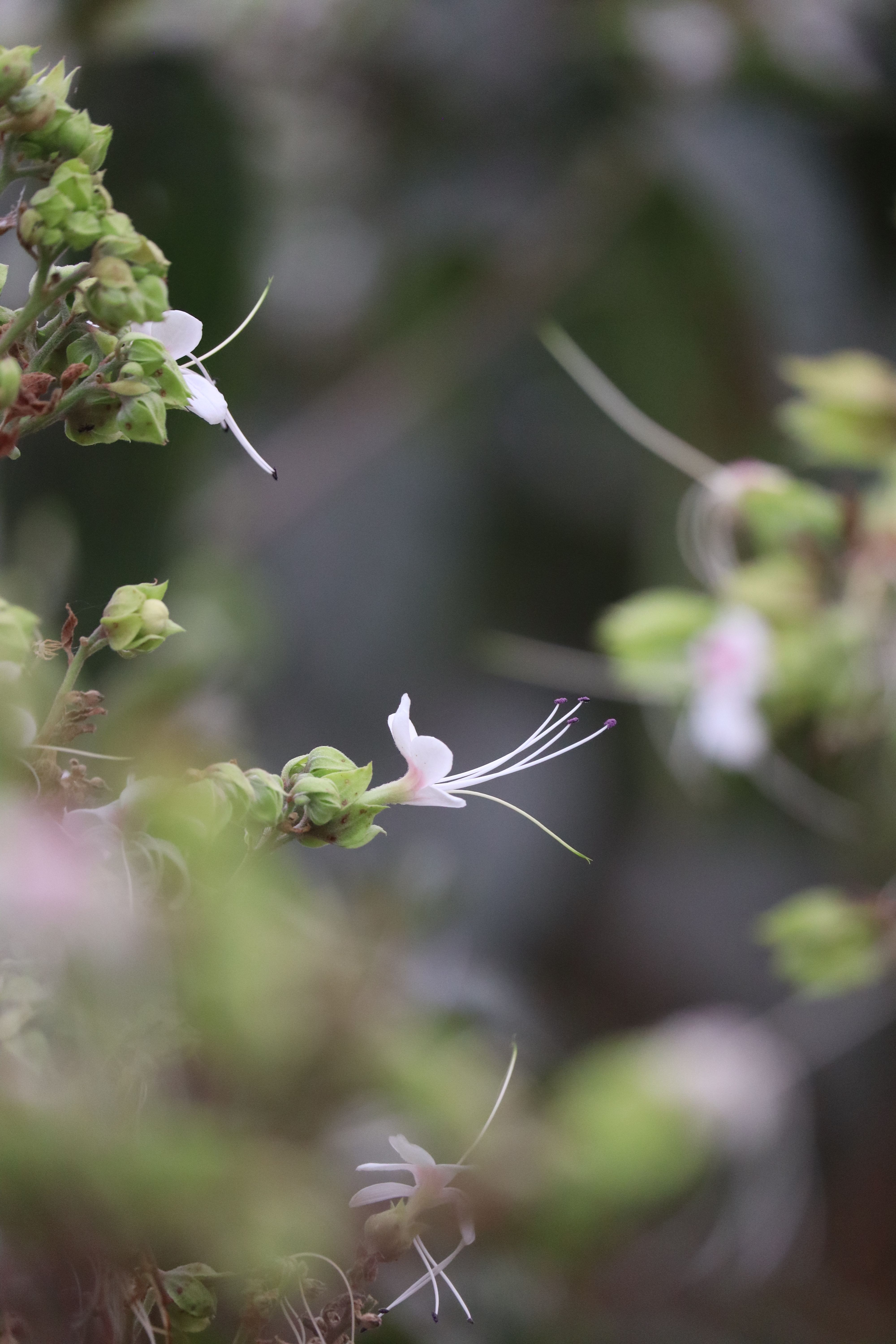 Delicadas Flores Blancas En Fotografía De Naturaleza Con Enfoque Suave ...