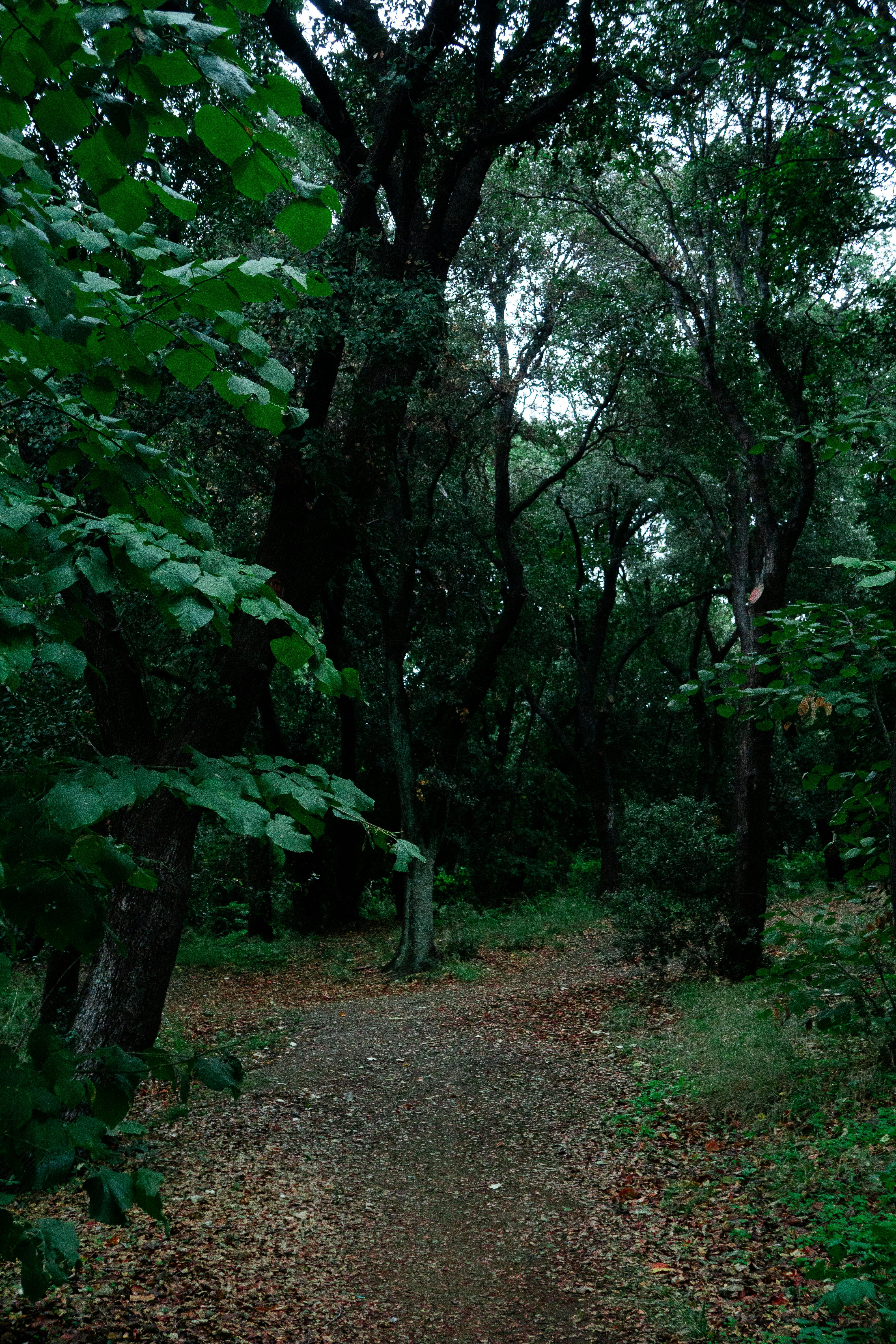 Sendero Del Bosque Encantado Con Exuberante Vegetación · Foto de stock ...