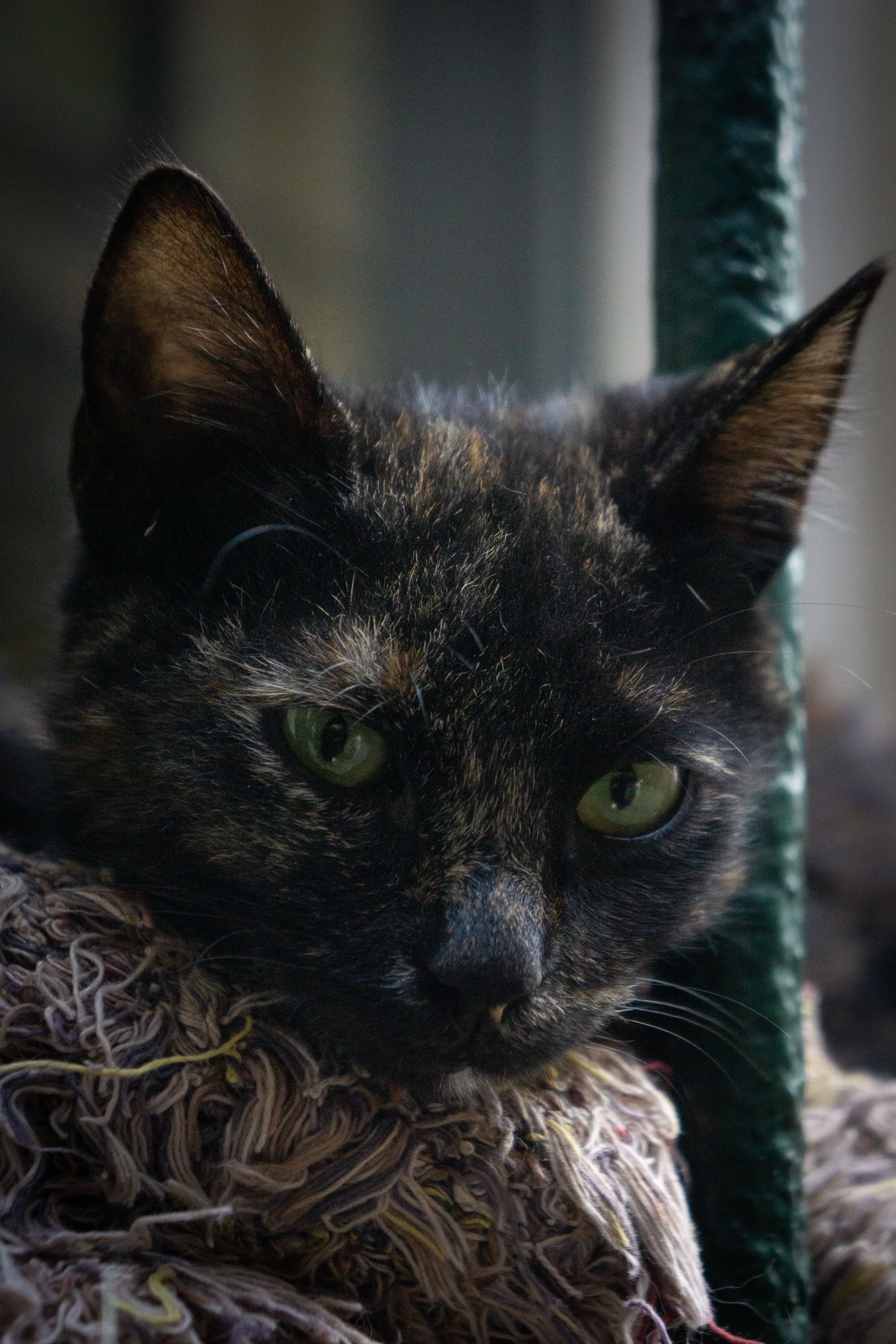 Cat Texture Photos, Download The BEST Free Cat Texture Stock Photos ...