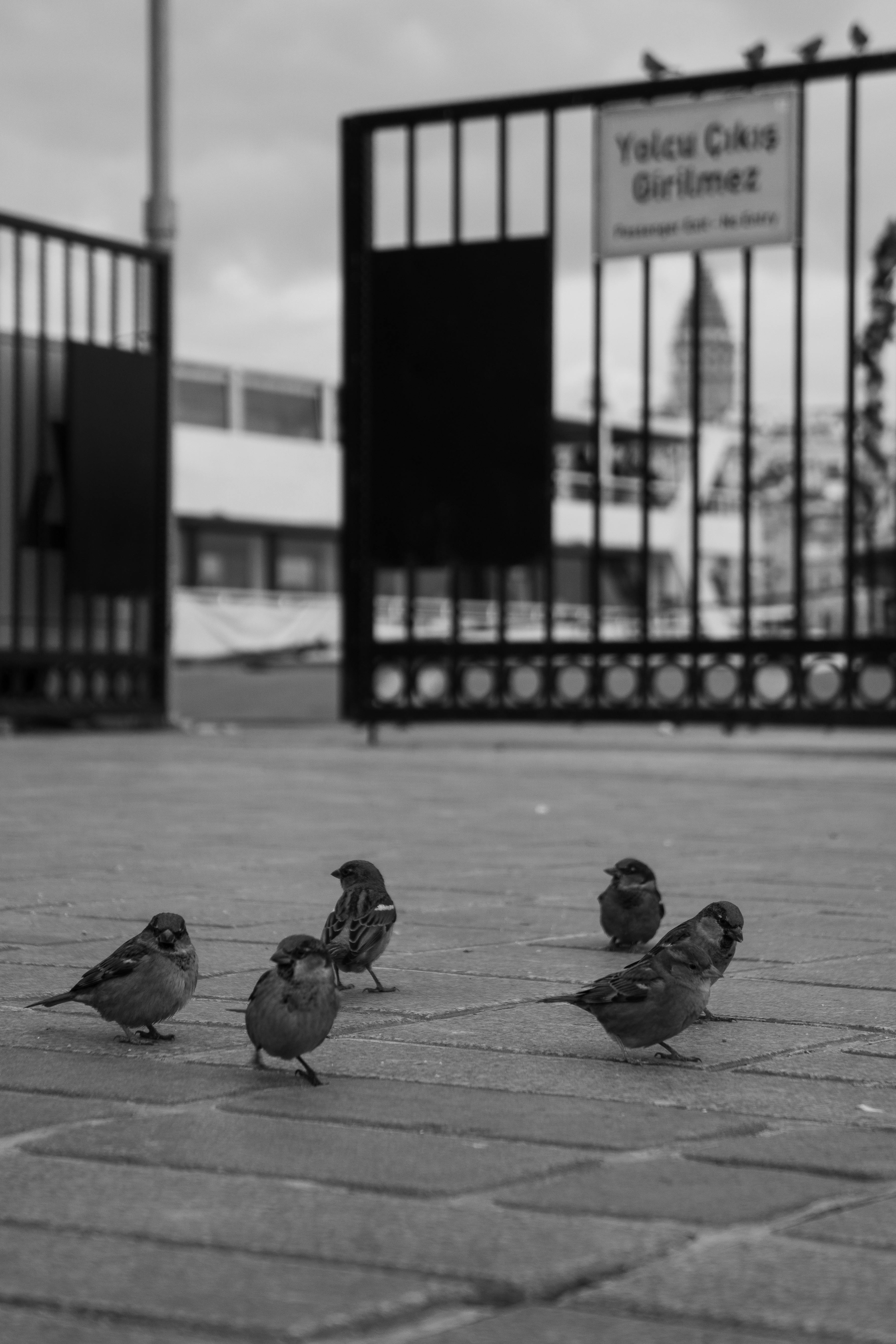 Black and White Urban Bird Gathering Scene · Free Stock Photo