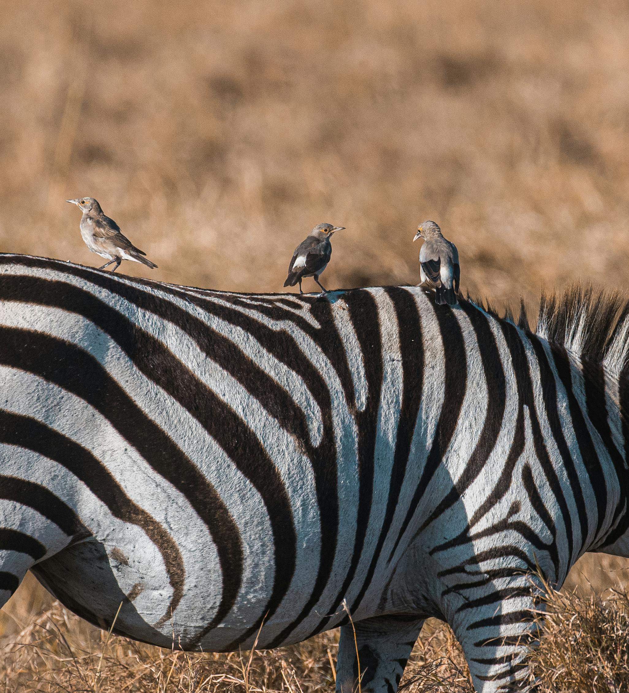 Zebra with Birds on Back in Tanzanian Savanna · Free Stock Photo