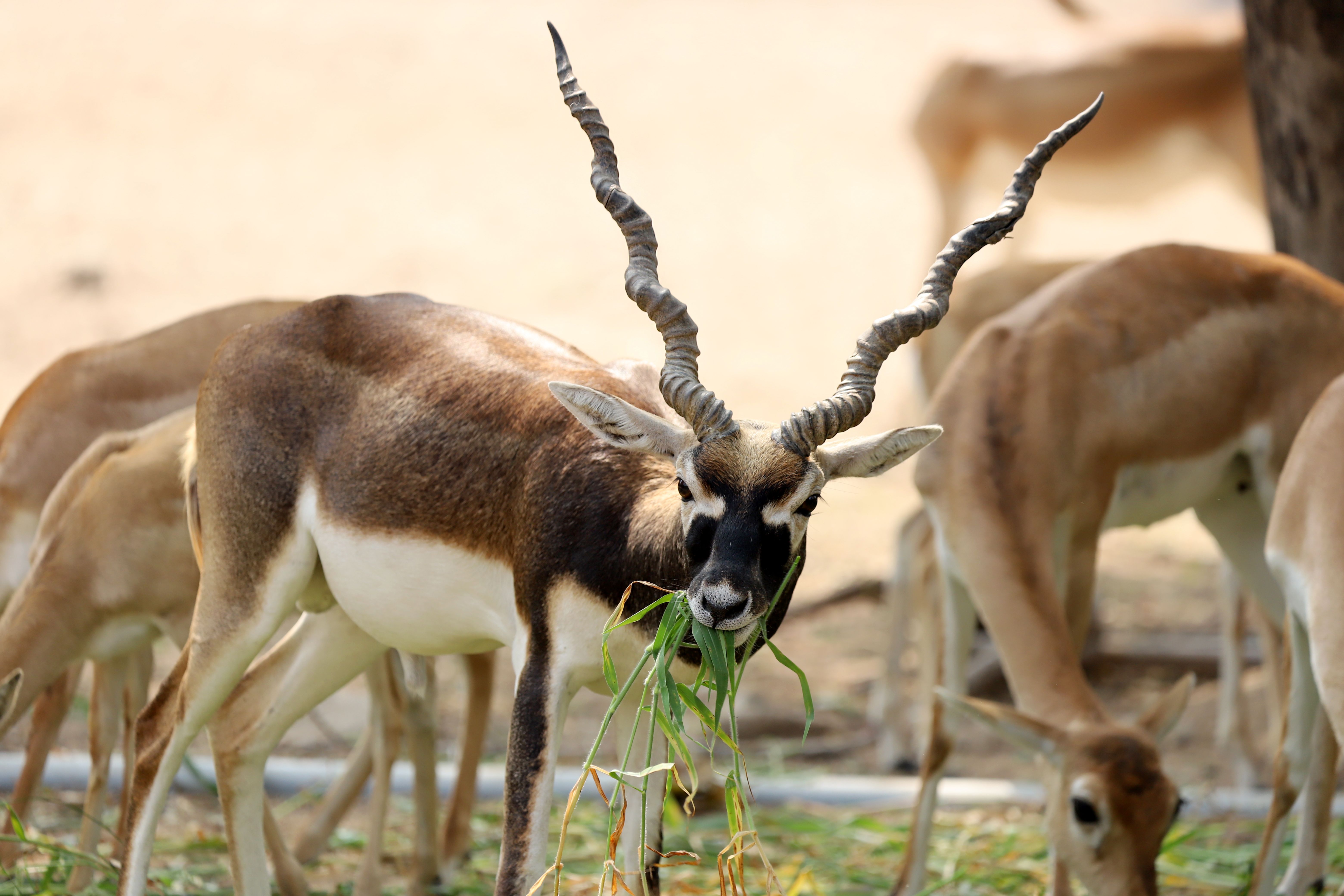 Captivating Blackbuck Antelope Grazing in Nature · Free Stock Photo