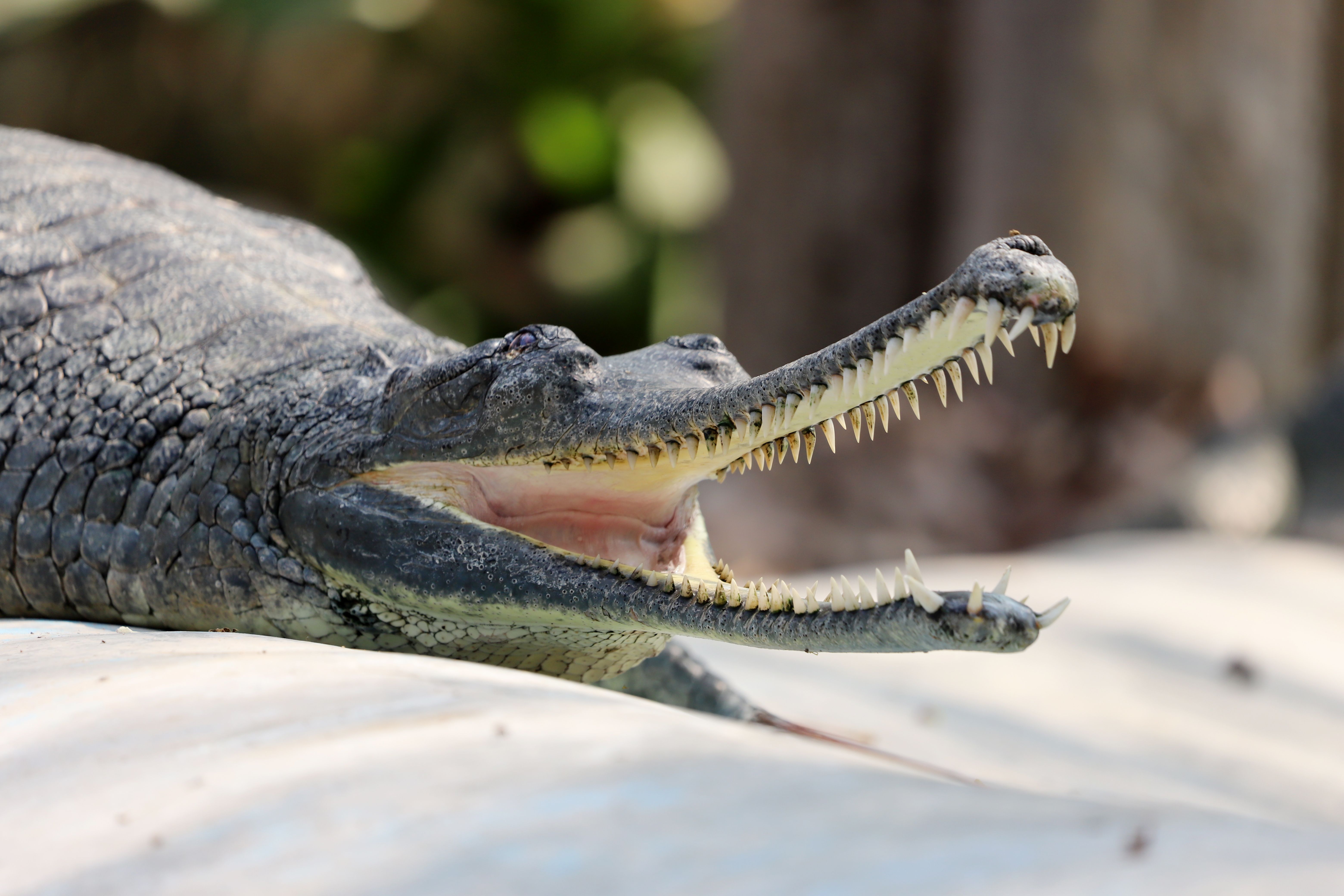 Close-up of Gharial Crocodile with Open Mouth · Free Stock Photo