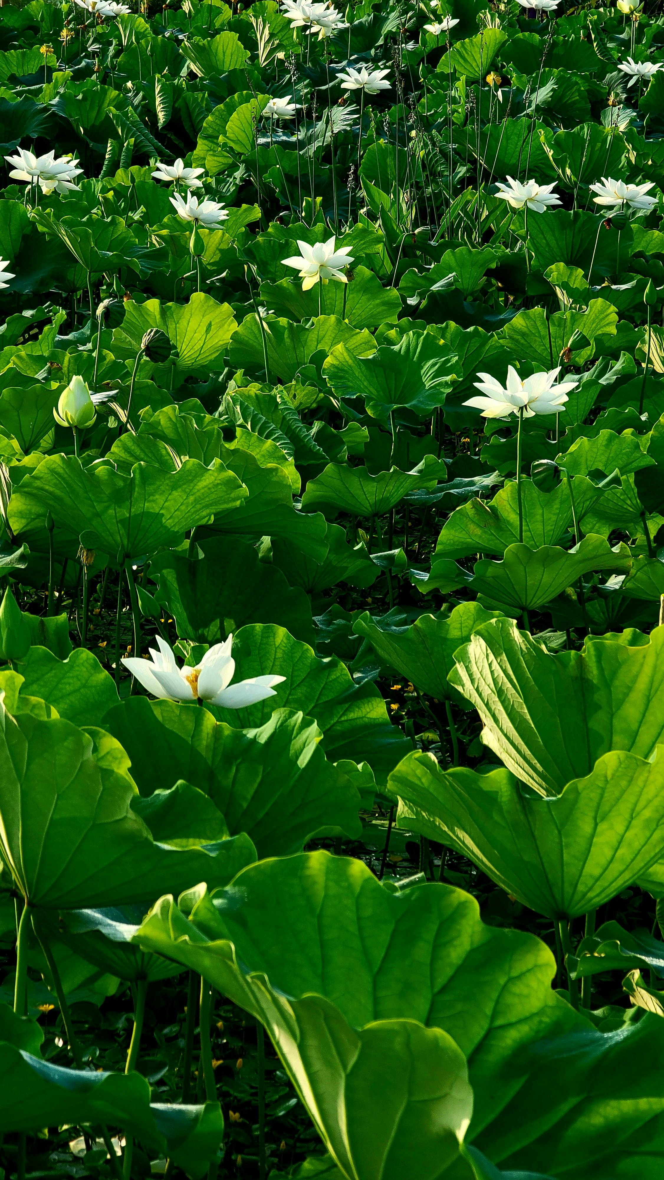 Lotus Pedals Photos, Download The BEST Free Lotus Pedals Stock Photos ...