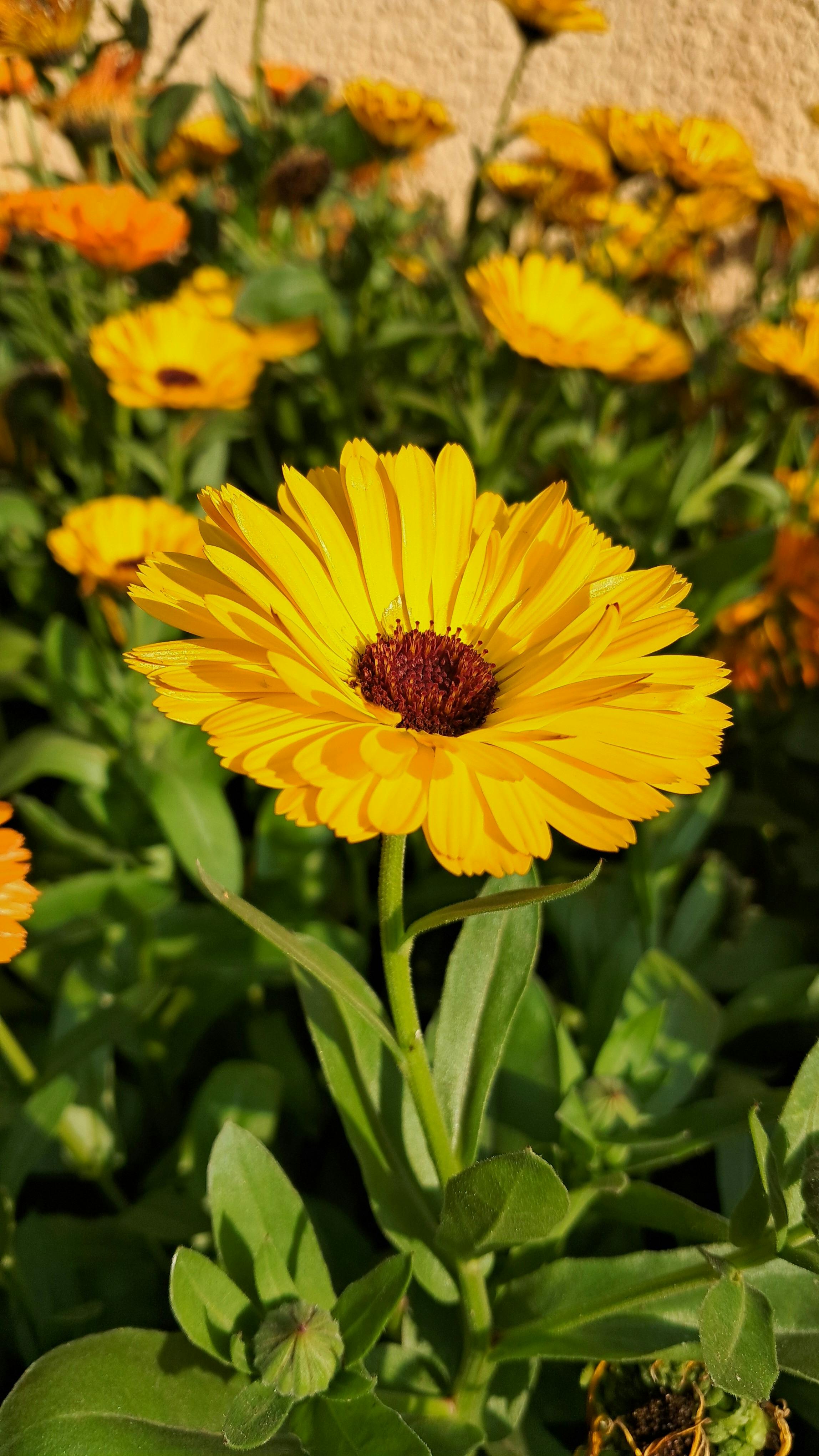 Close-up of Vibrant Yellow Calendula Flower in Full Bloom · Free Stock ...