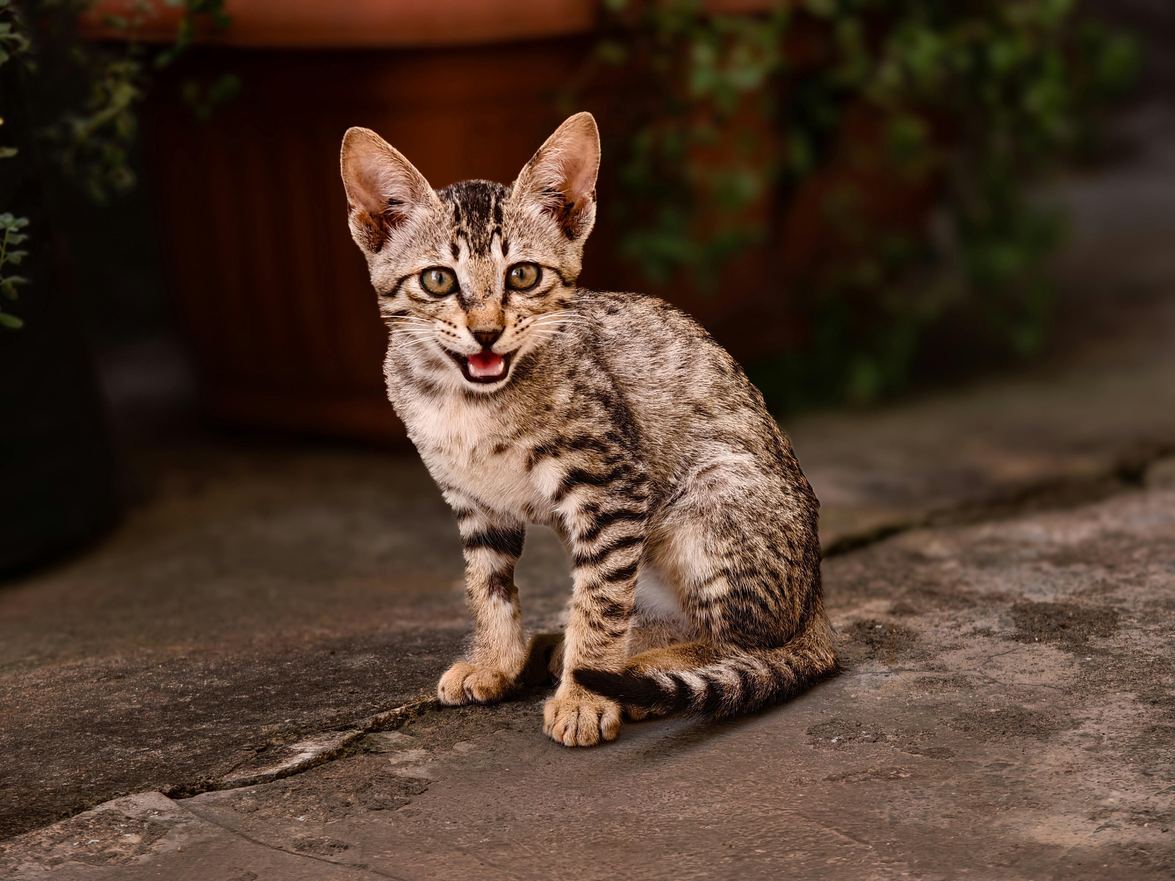 Cute Cat Kittens Photos, Download The BEST Free Cute Cat Kittens Stock ...