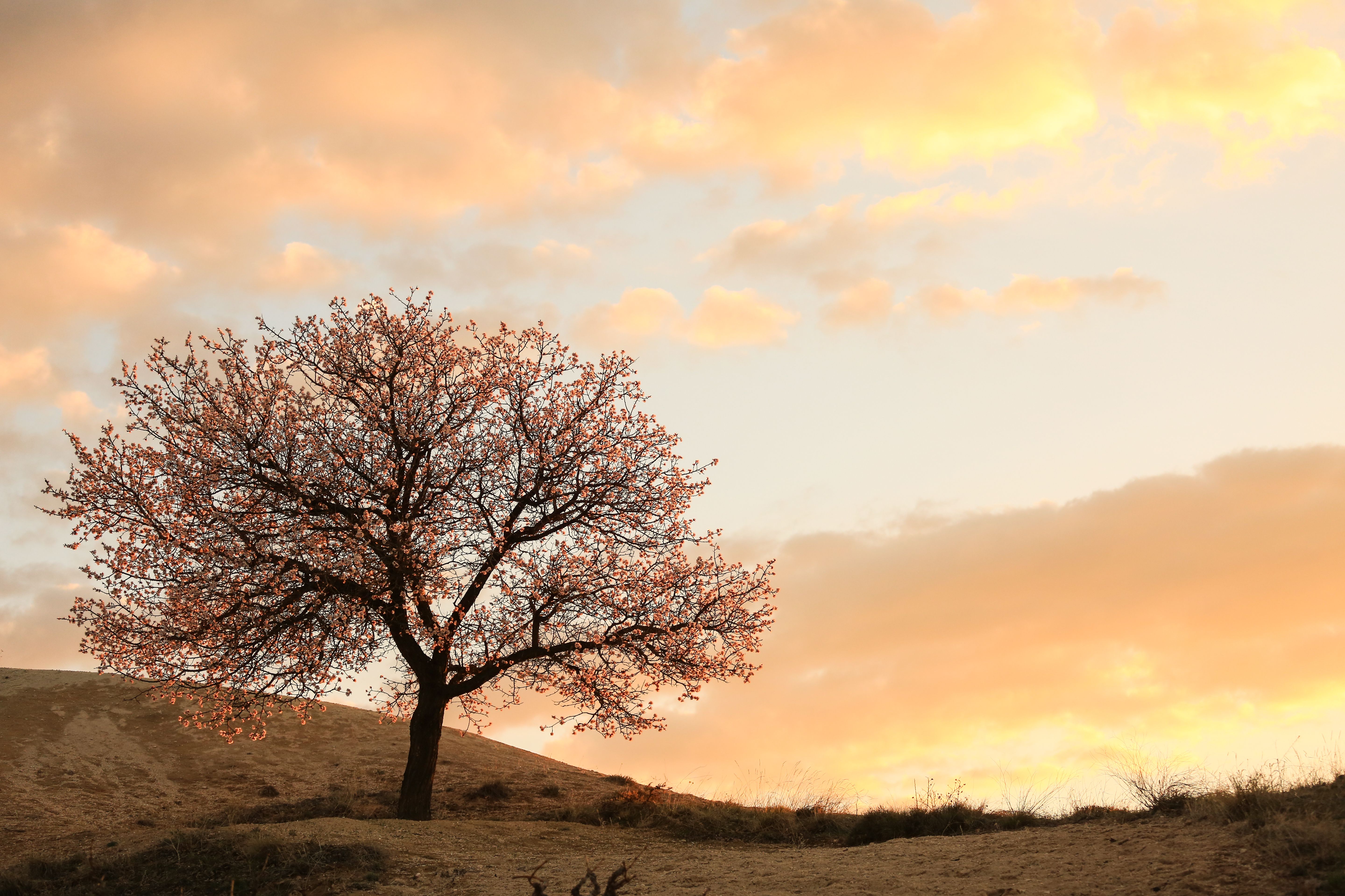 Blossoming Tree at Sunset in Türkiye · Free Stock Photo