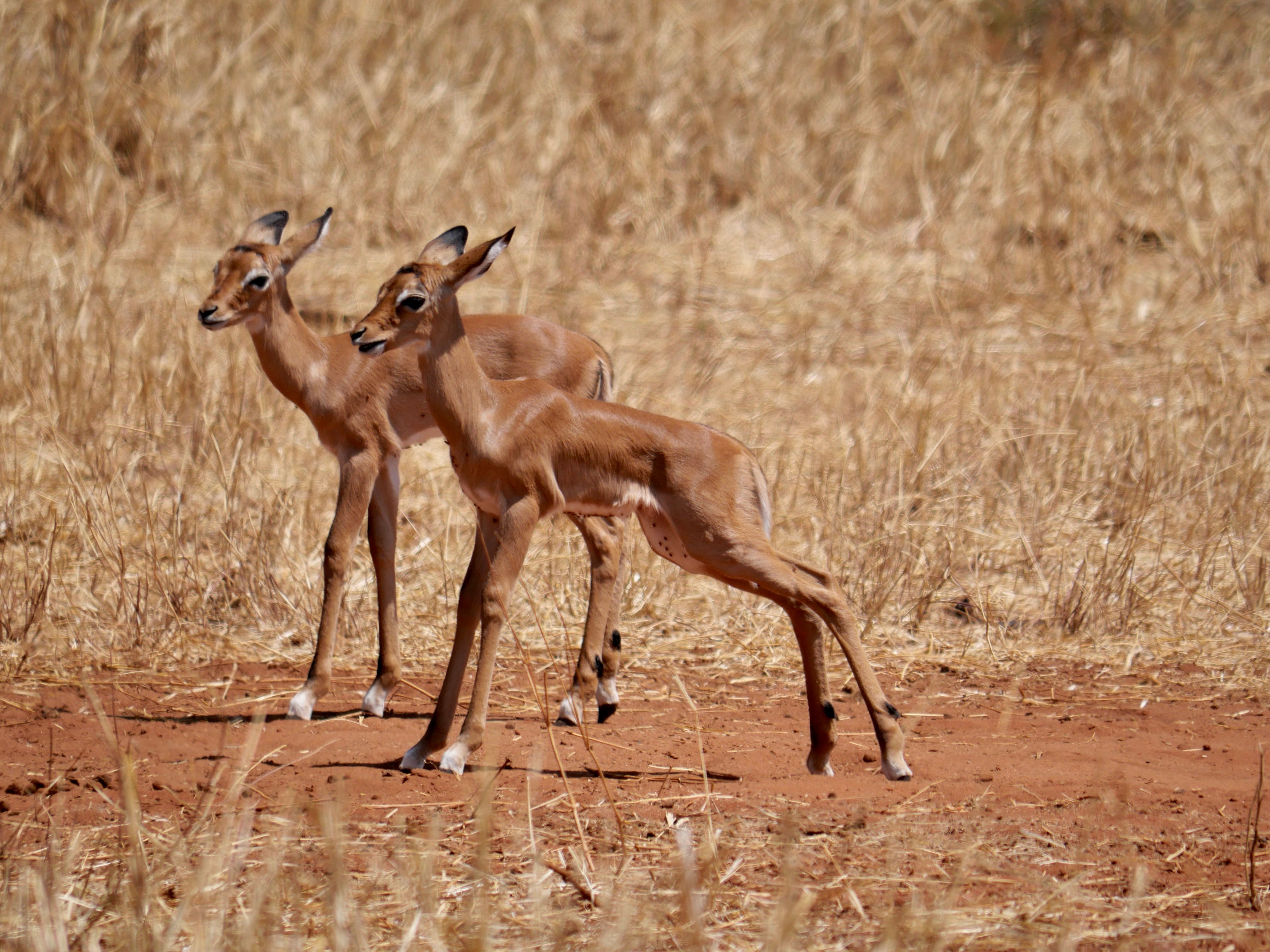 Young Impalas in African Savannah Landscape · Free Stock Photo