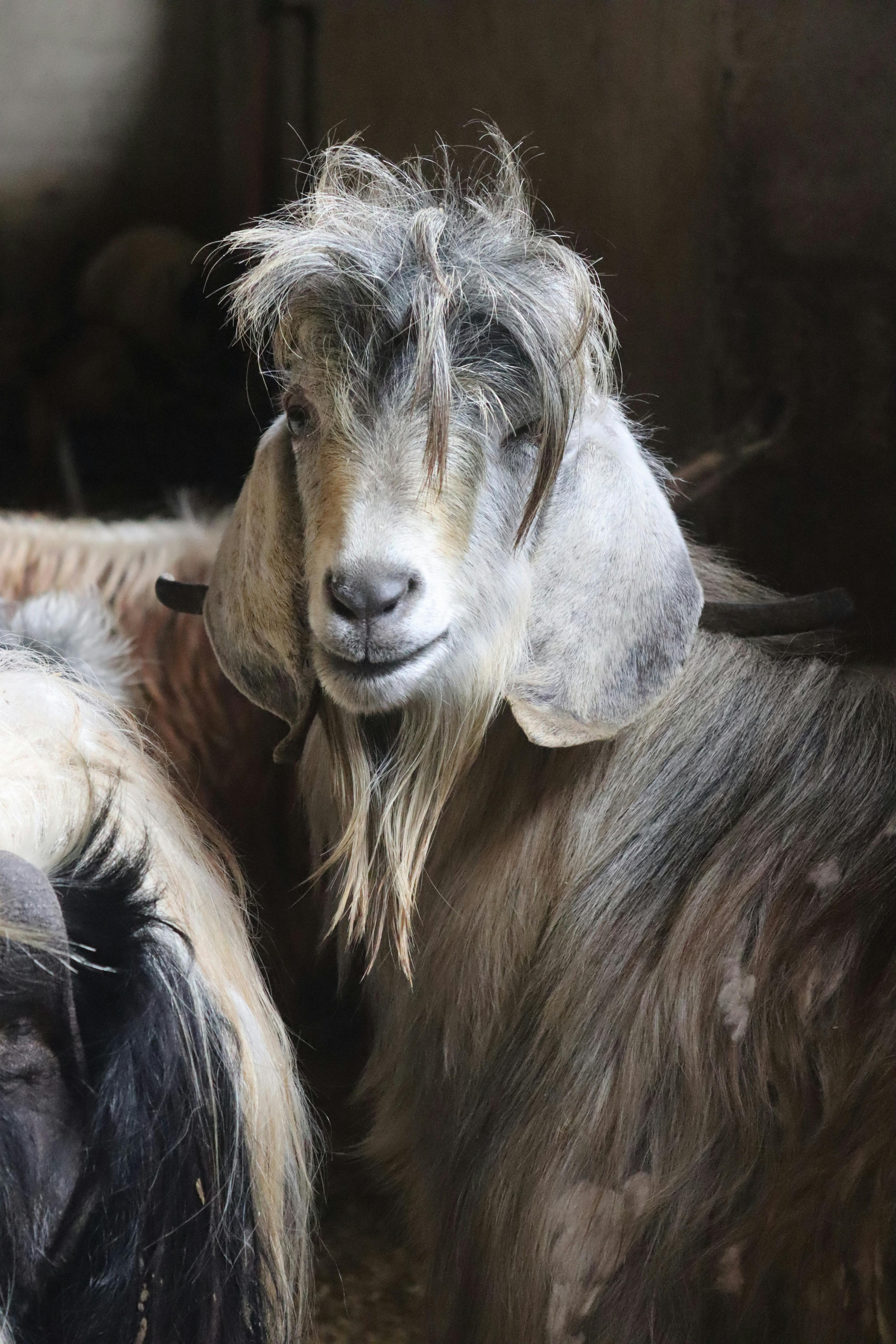Portrait of a Long-Haired Goat in Barn Lighting · Free Stock Photo