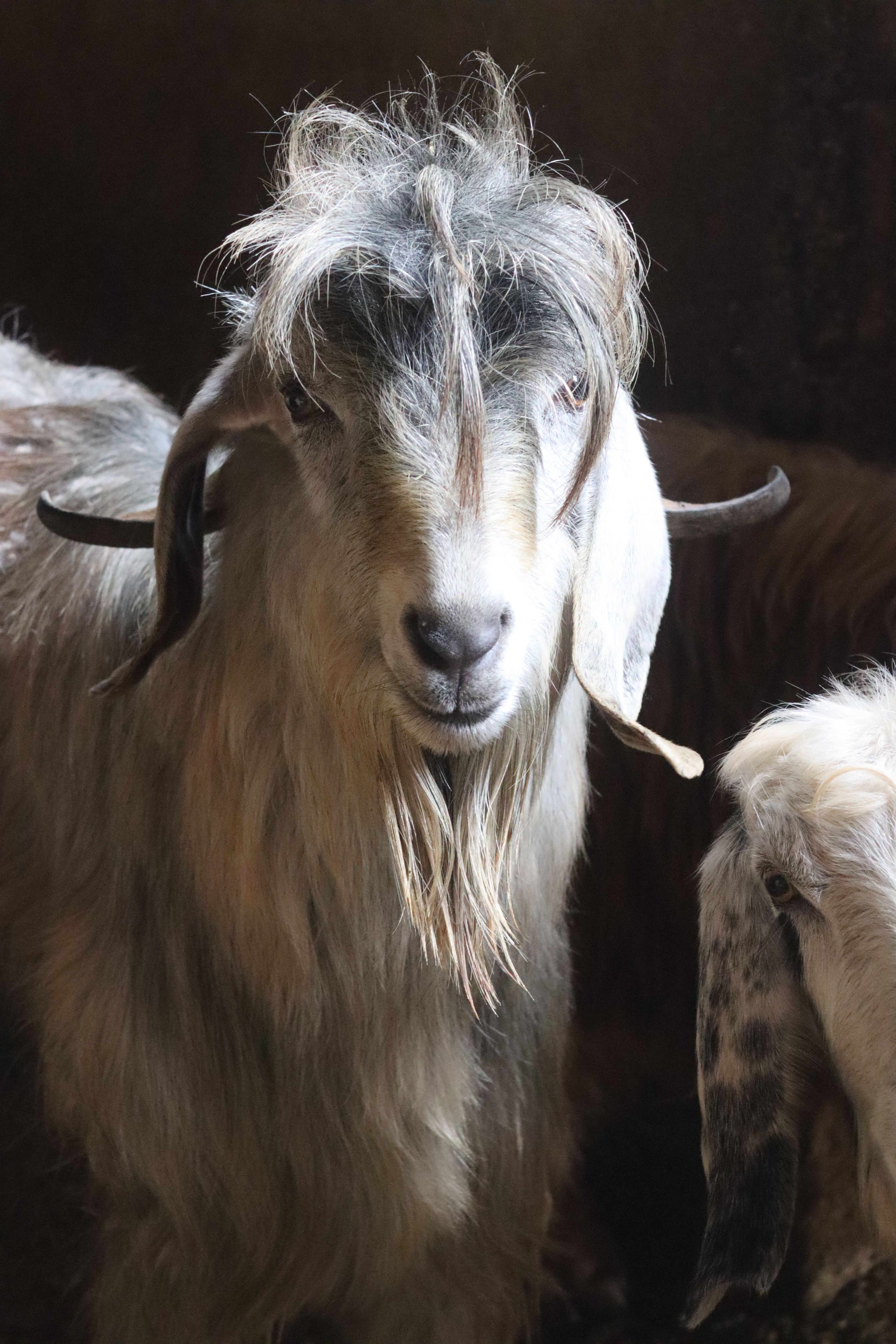 Portrait of a Majestic Goat with Long Fur · Free Stock Photo