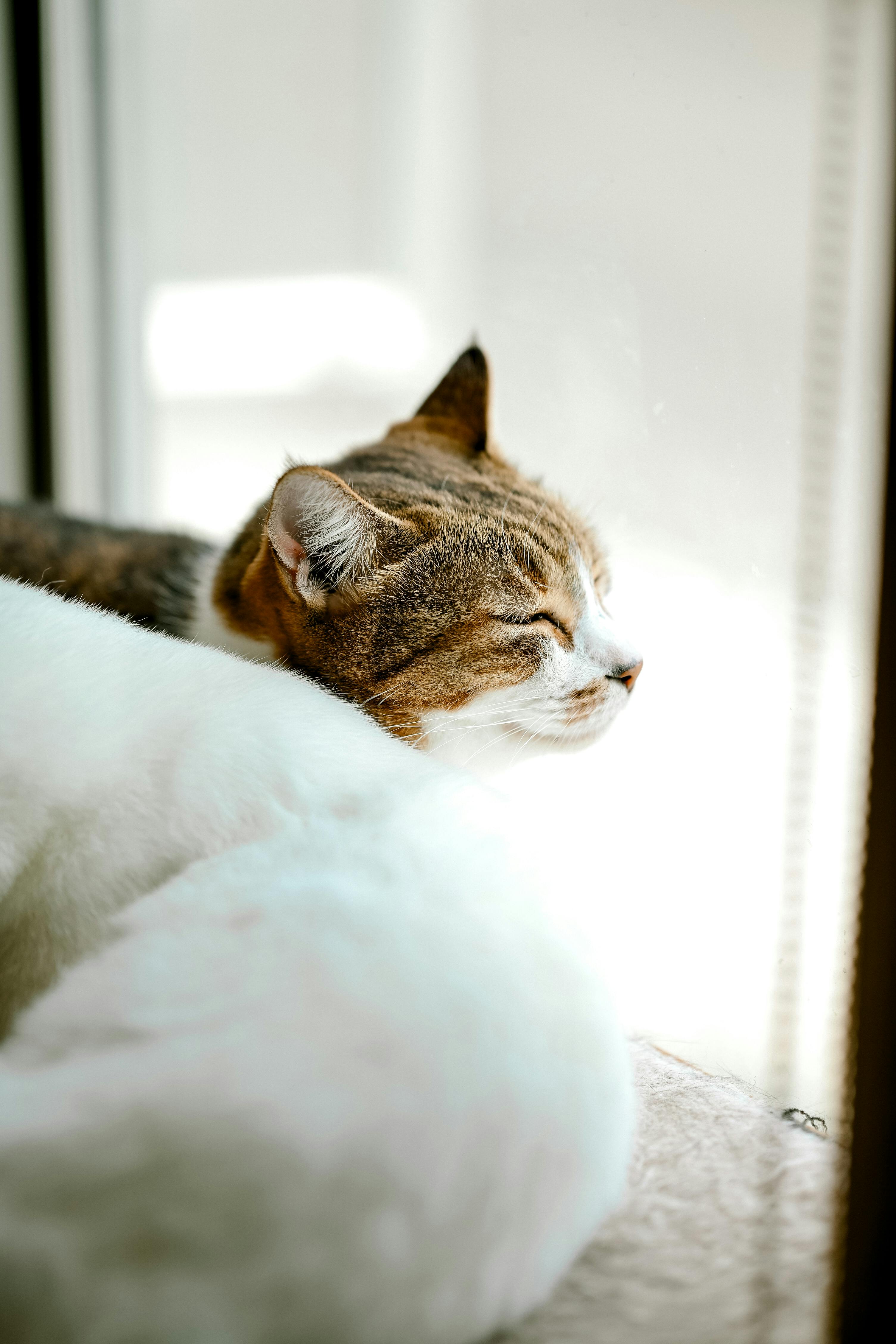 Sekerli Tail Photos, Download The BEST Free Sekerli Tail Stock Photos ...