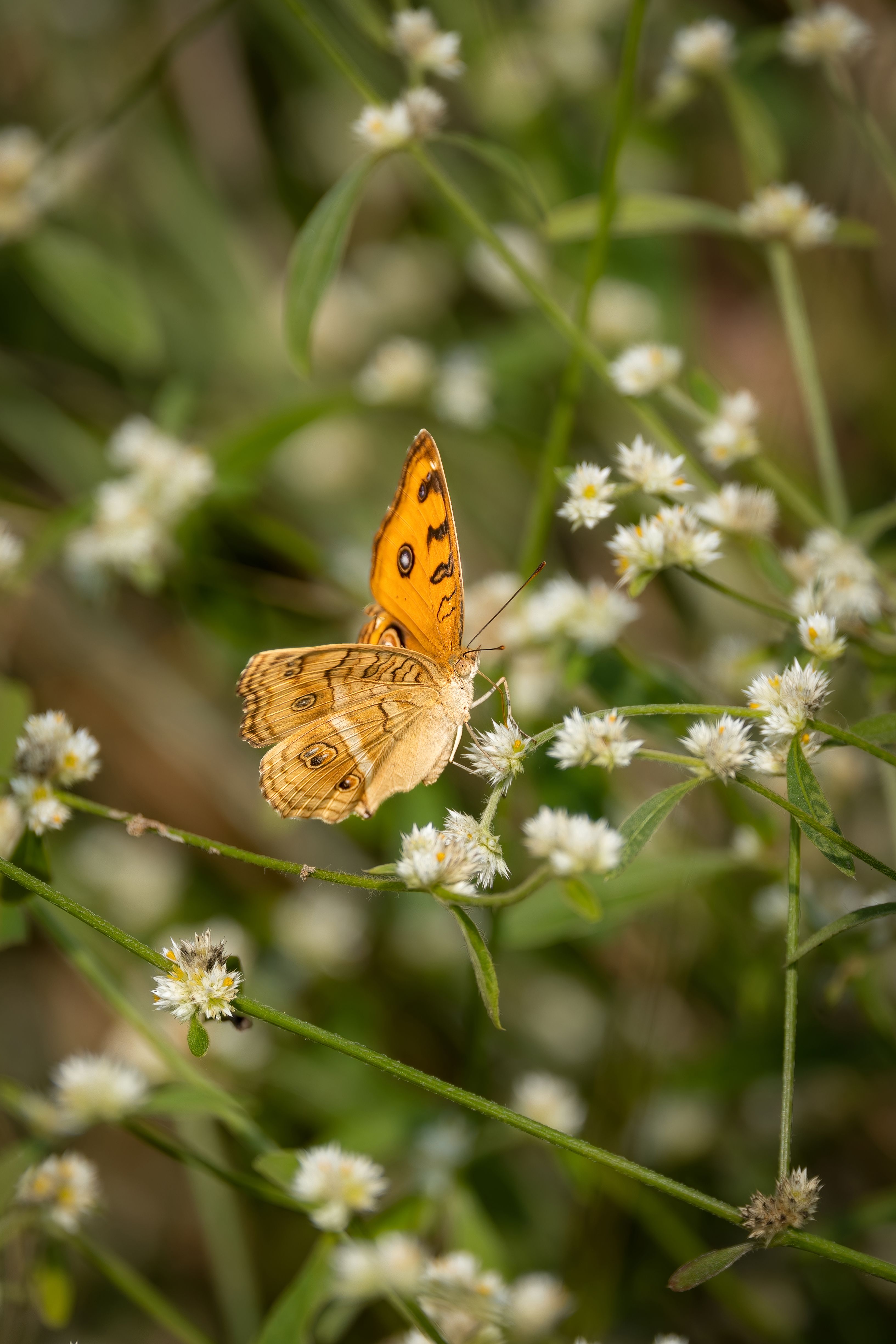 Hd Butterfly Wallpaper Photos, Download The BEST Free Hd Butterfly ...
