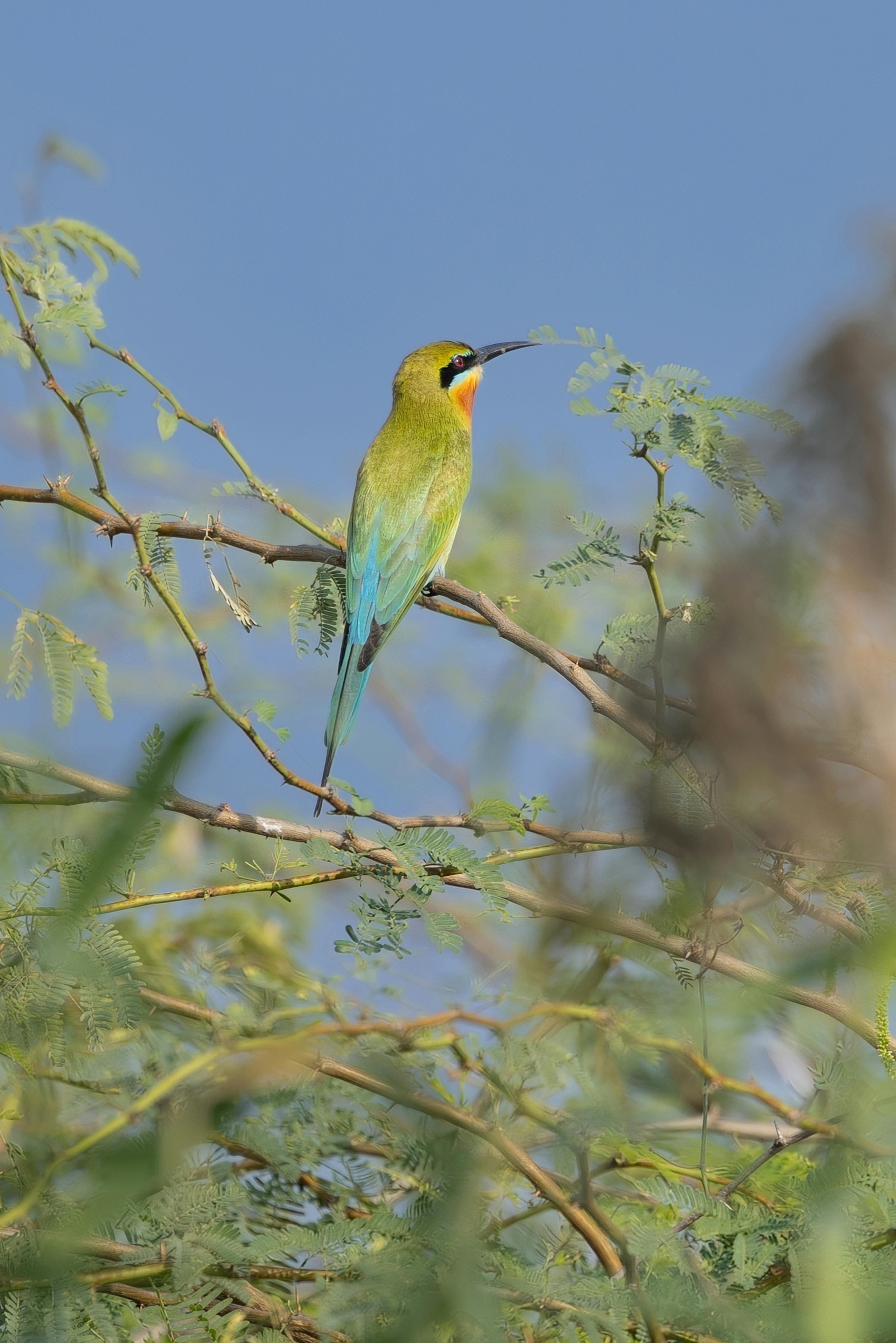 Blue-tailed Bee-eater in Indian Wilderness · Free Stock Photo