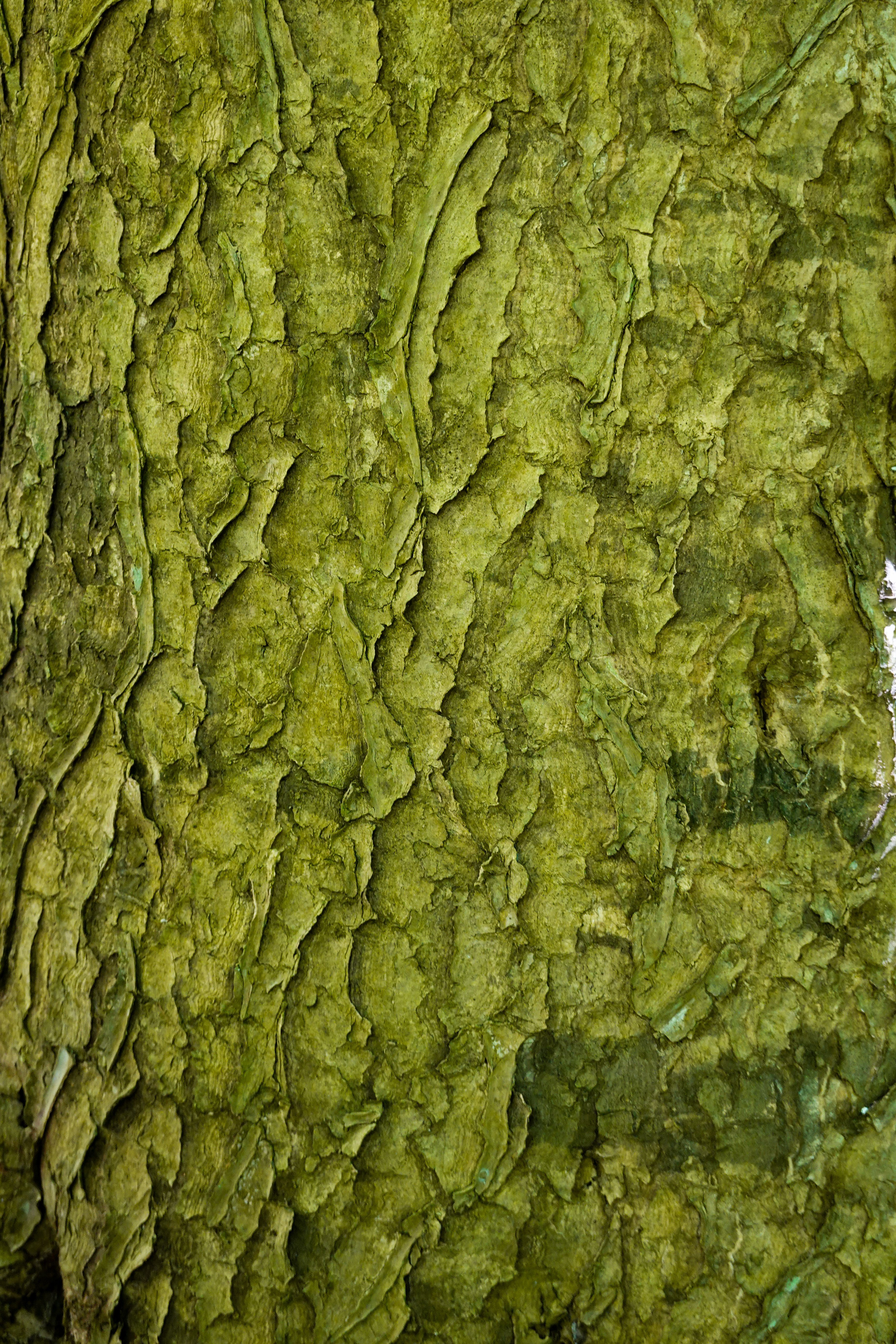 Detailed Green Tree Bark Texture for Nature Backgrounds · Free Stock Photo