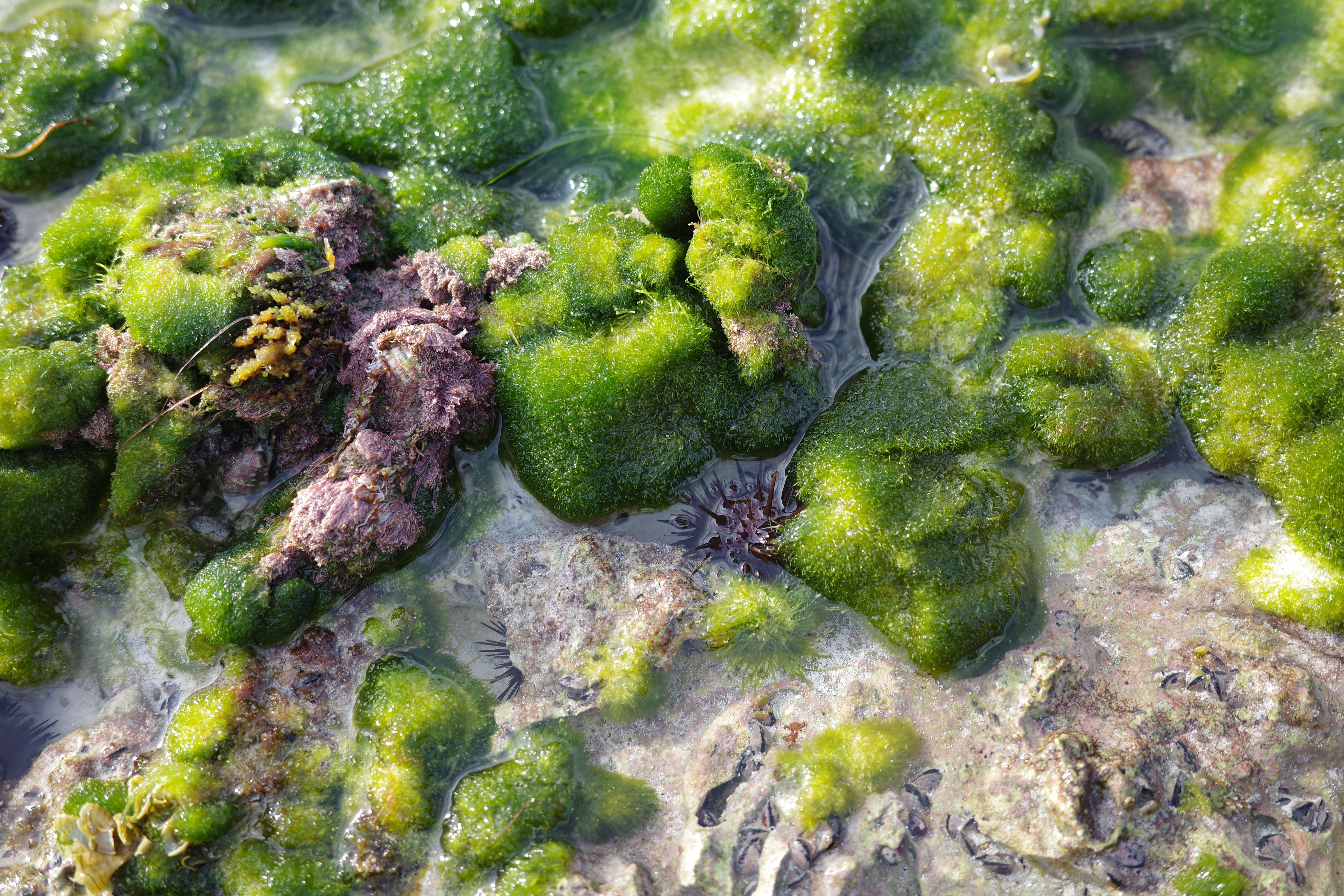 Primer Plano De Algas Verdes Vibrantes Sobre Rocas · Foto de stock gratuita