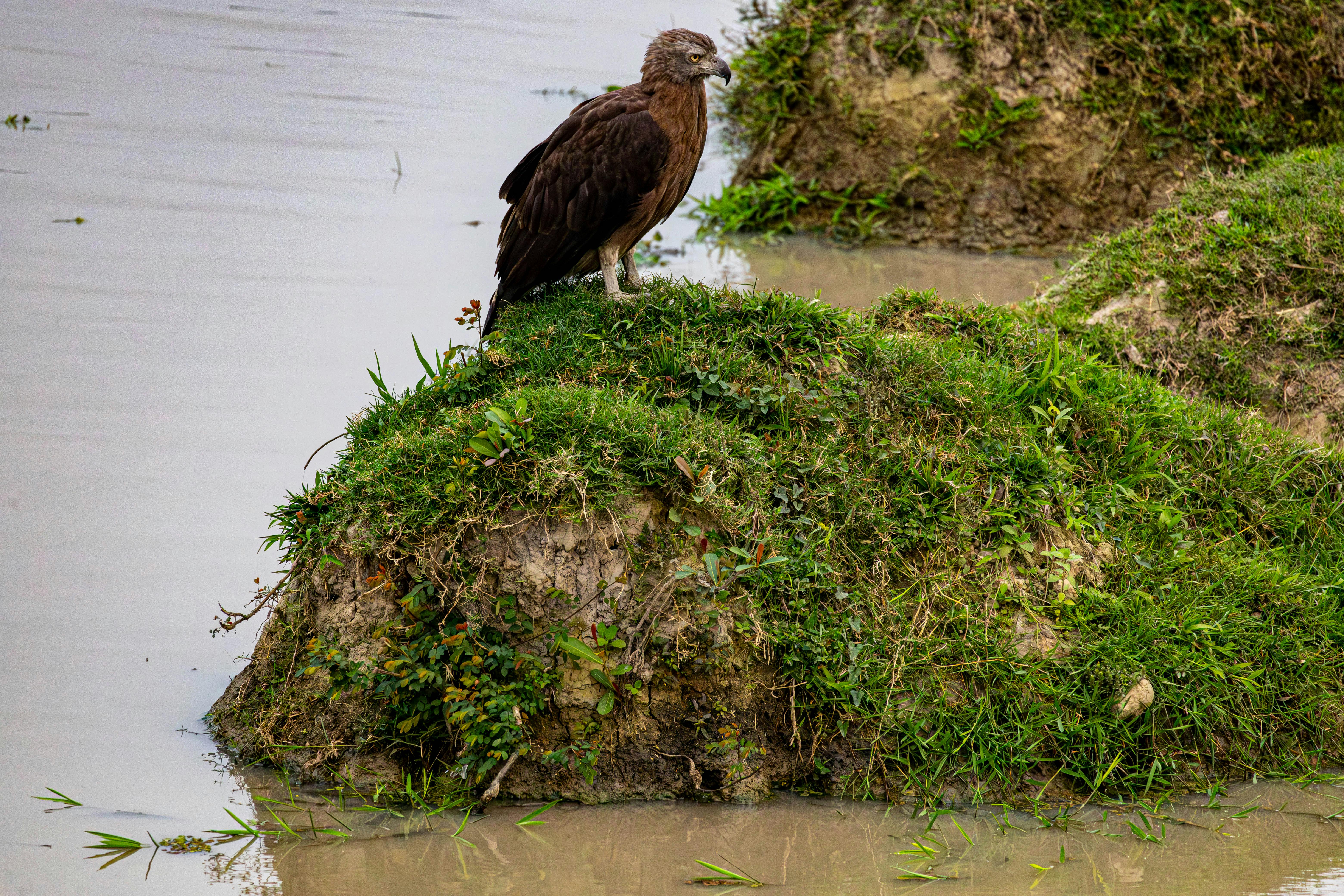 Eagle Perched on Grass Mound by Riverbank · Free Stock Photo