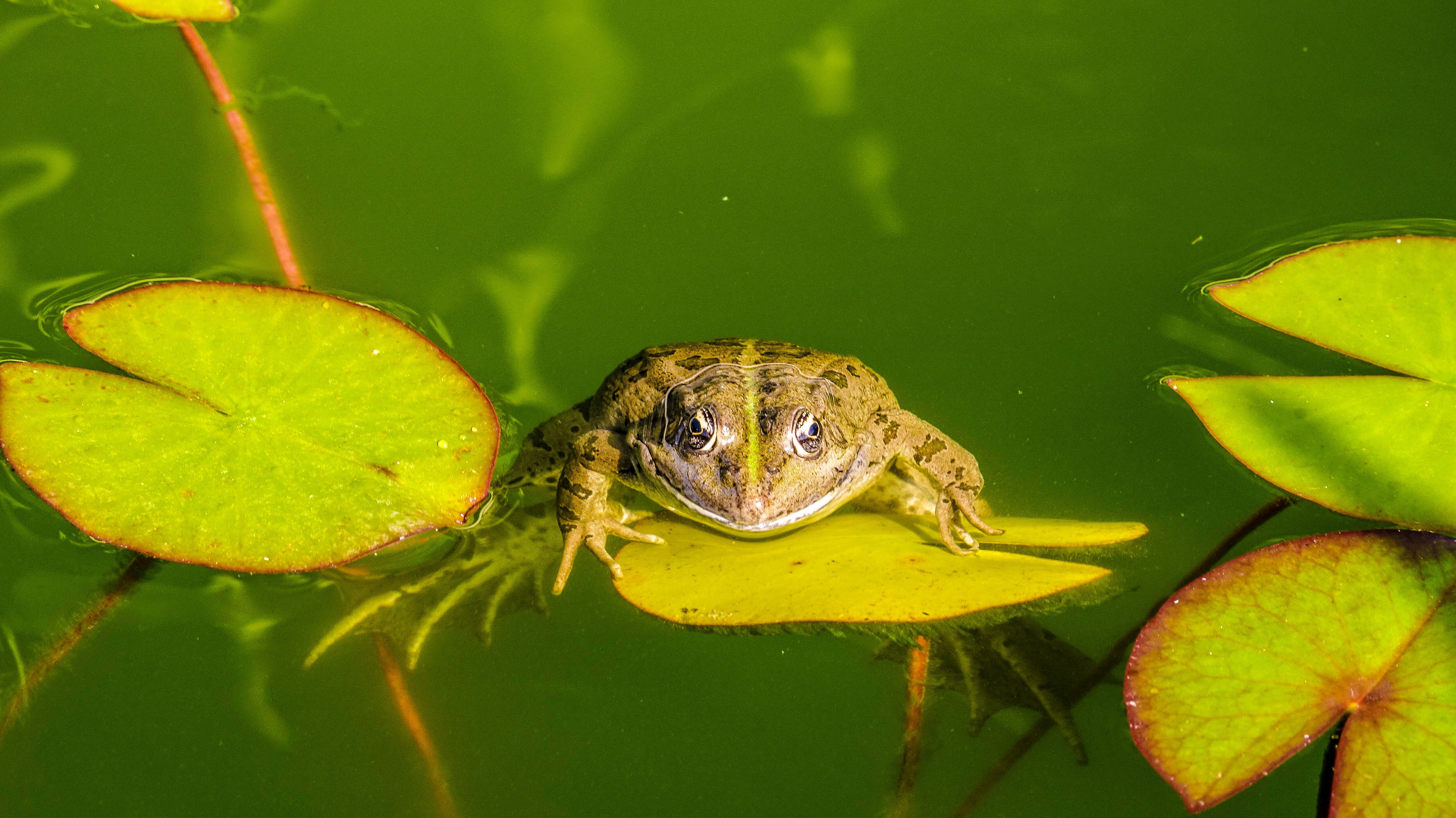 Vibrant Green Frog on Lily Pad in Pond · Free Stock Photo