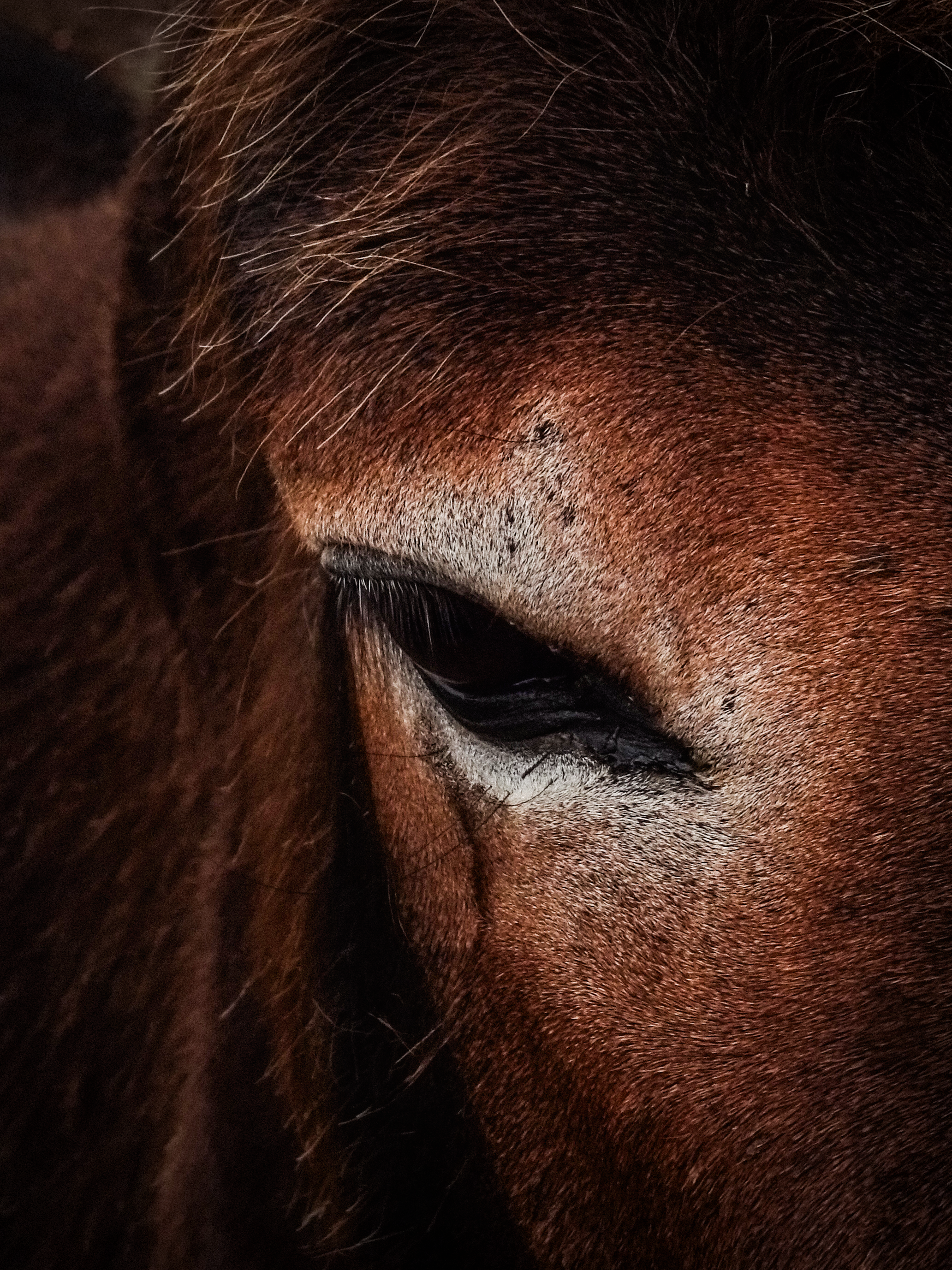 Close-Up of a Pony's Eye and Brown Fur · Free Stock Photo