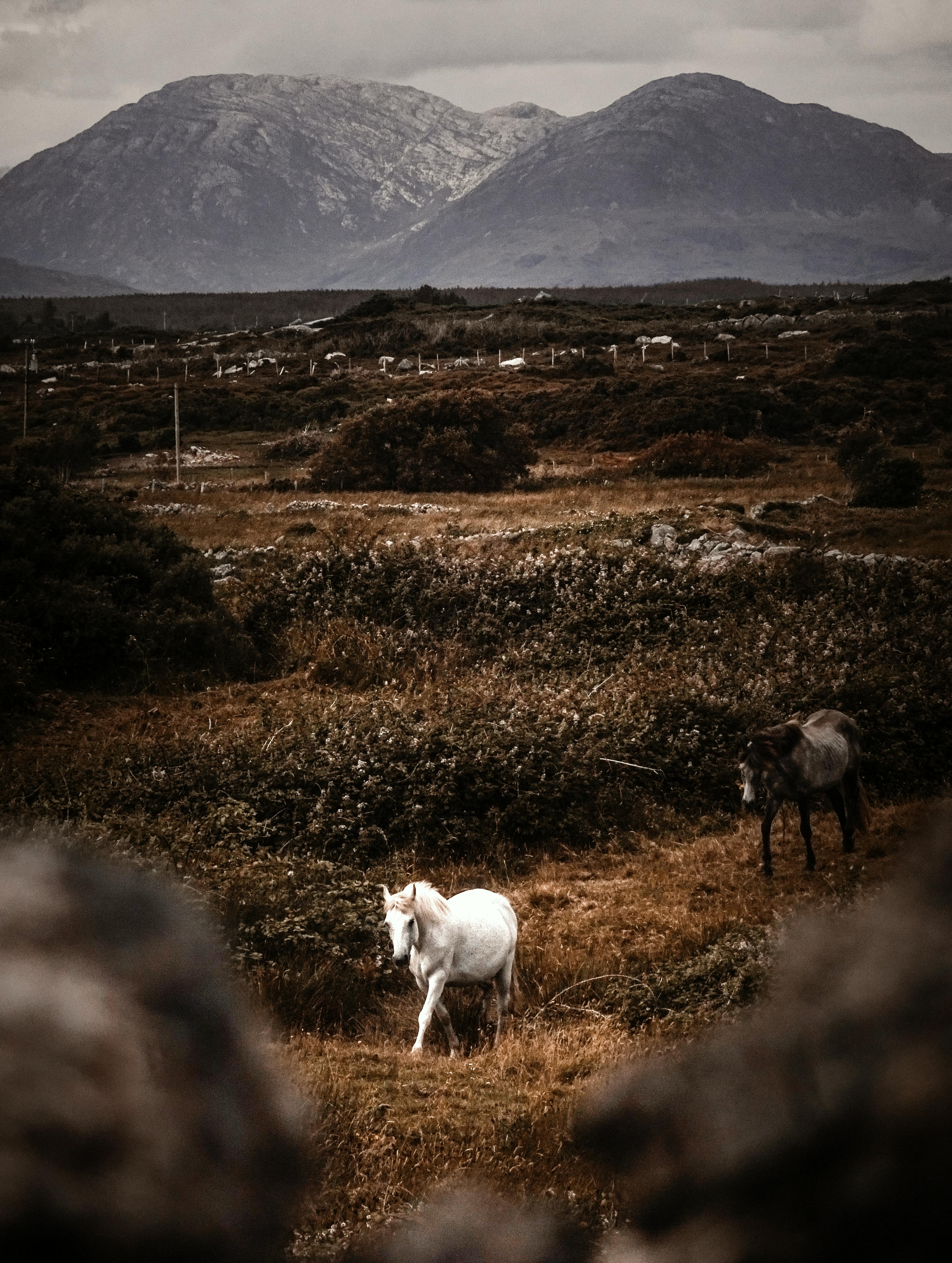 Wild Ponies Grazing in Galway's Rustic Landscape · Free Stock Photo