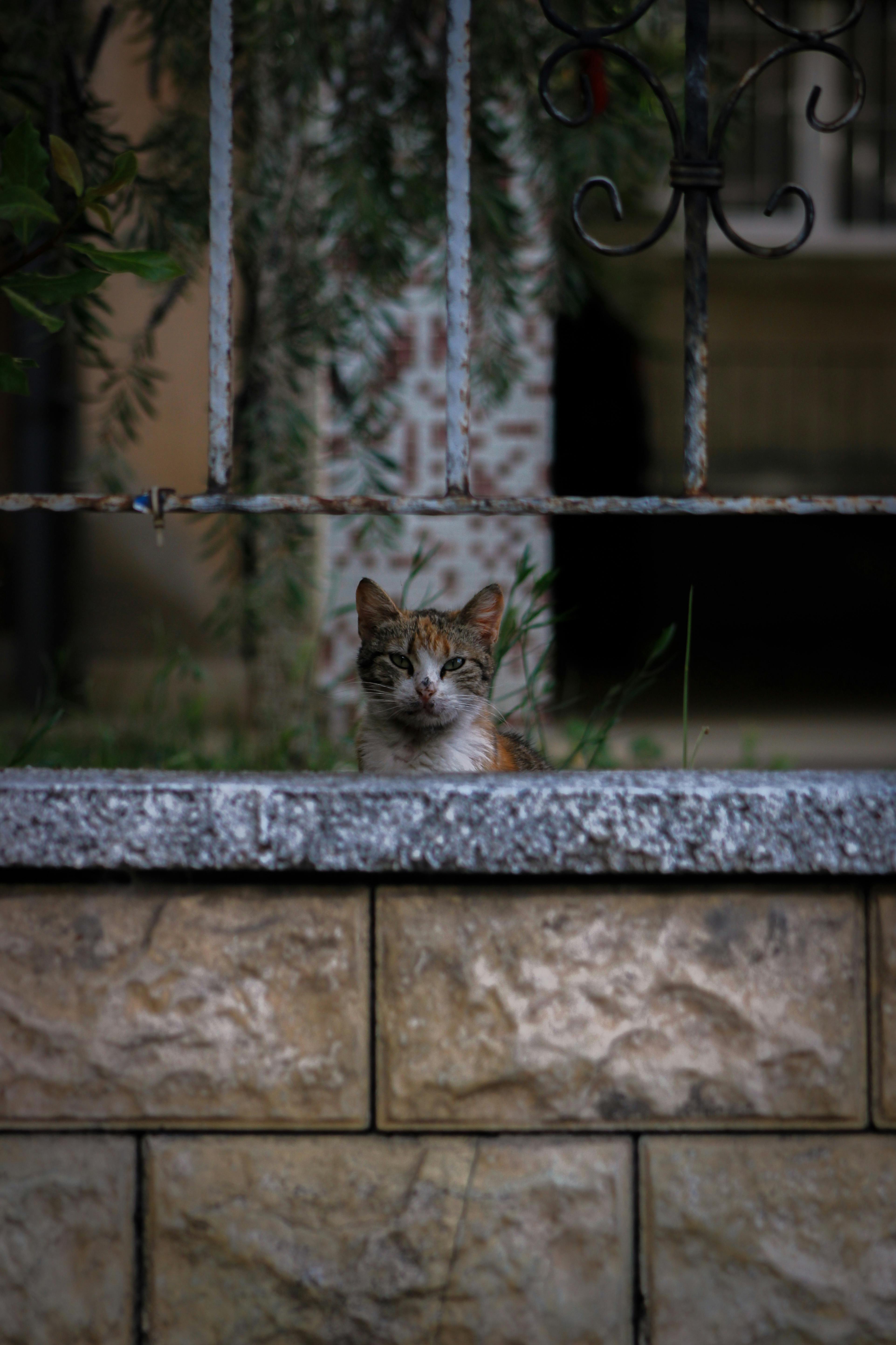 Curious Cat Peering Over Stone Wall Outdoors · Free Stock Photo
