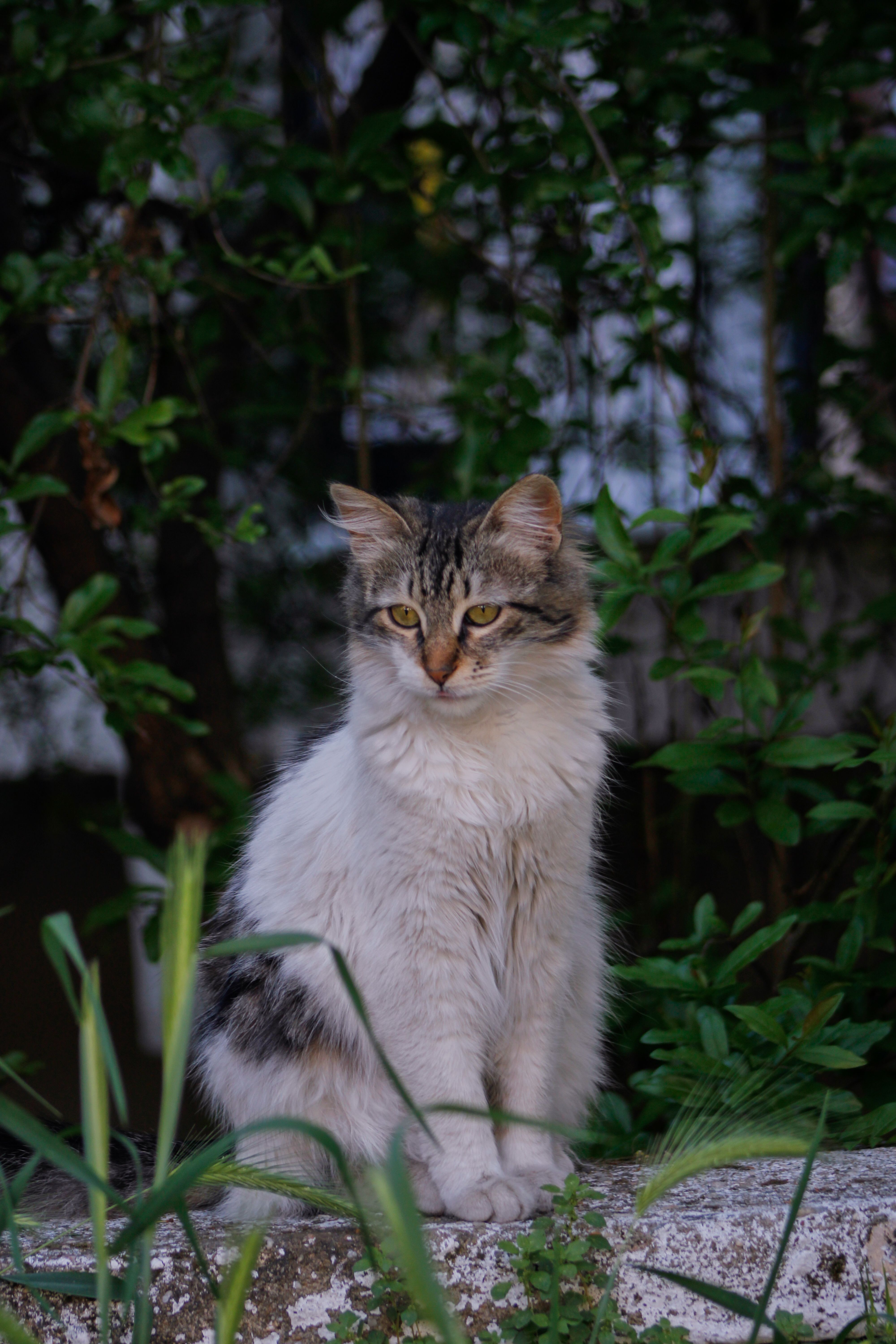 Elegant Fluffy Cat in a Natural Setting · Free Stock Photo