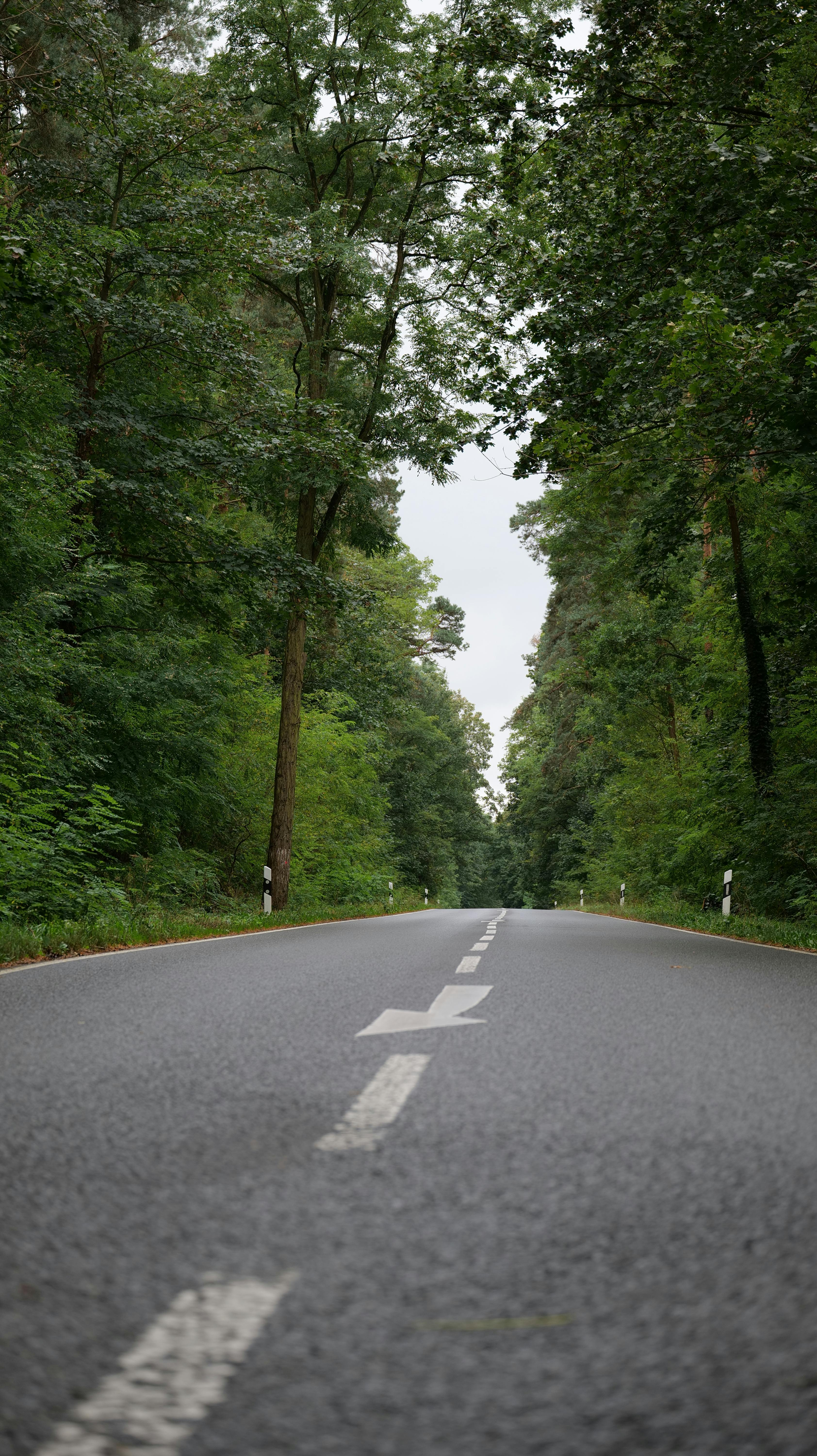 Scenic Forest Road in Brandenburg, Germany · Free Stock Photo