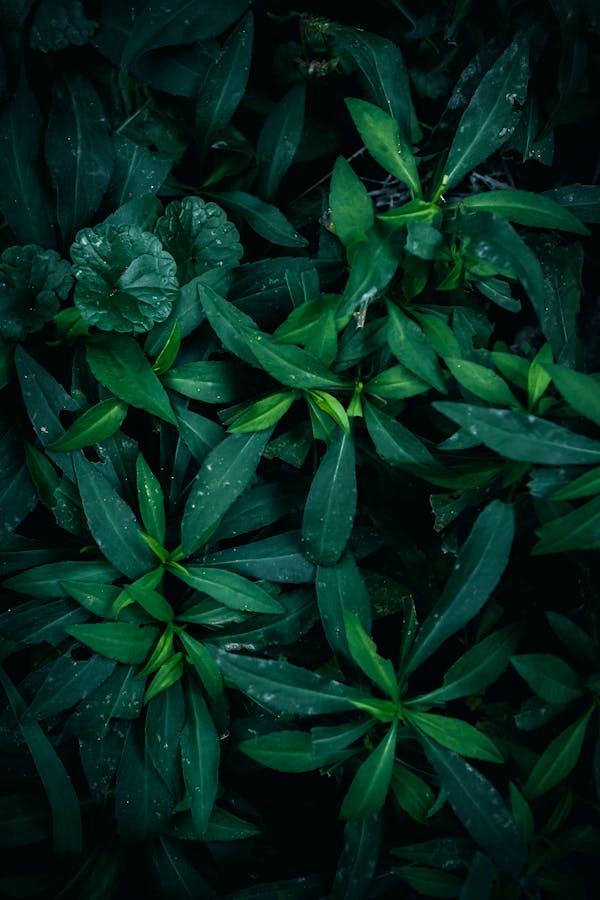 Dark Green Nature Photos, Download The BEST Free Dark Green Nature ...