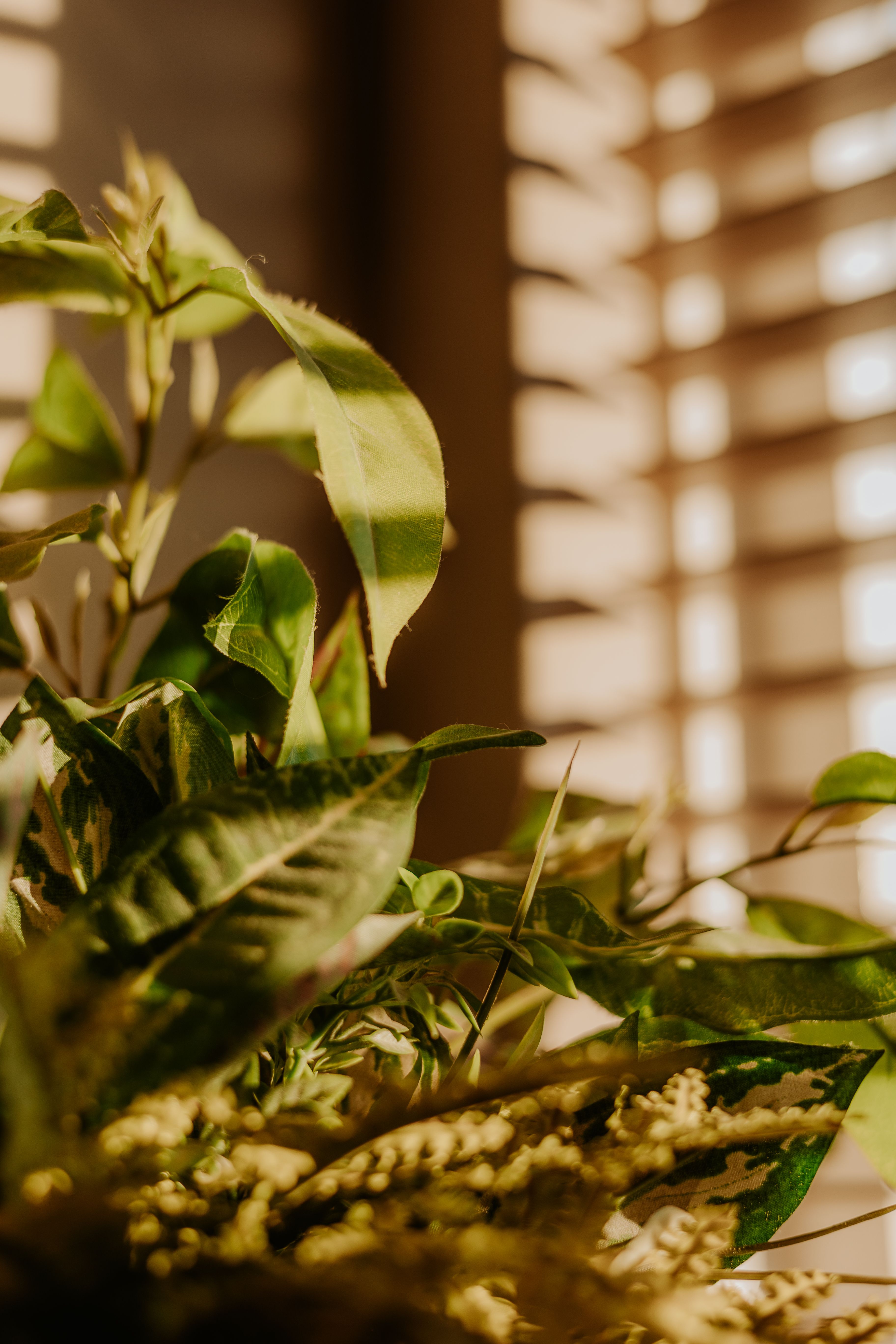 Sunlit Indoor Plants with Window Blinds · Free Stock Photo