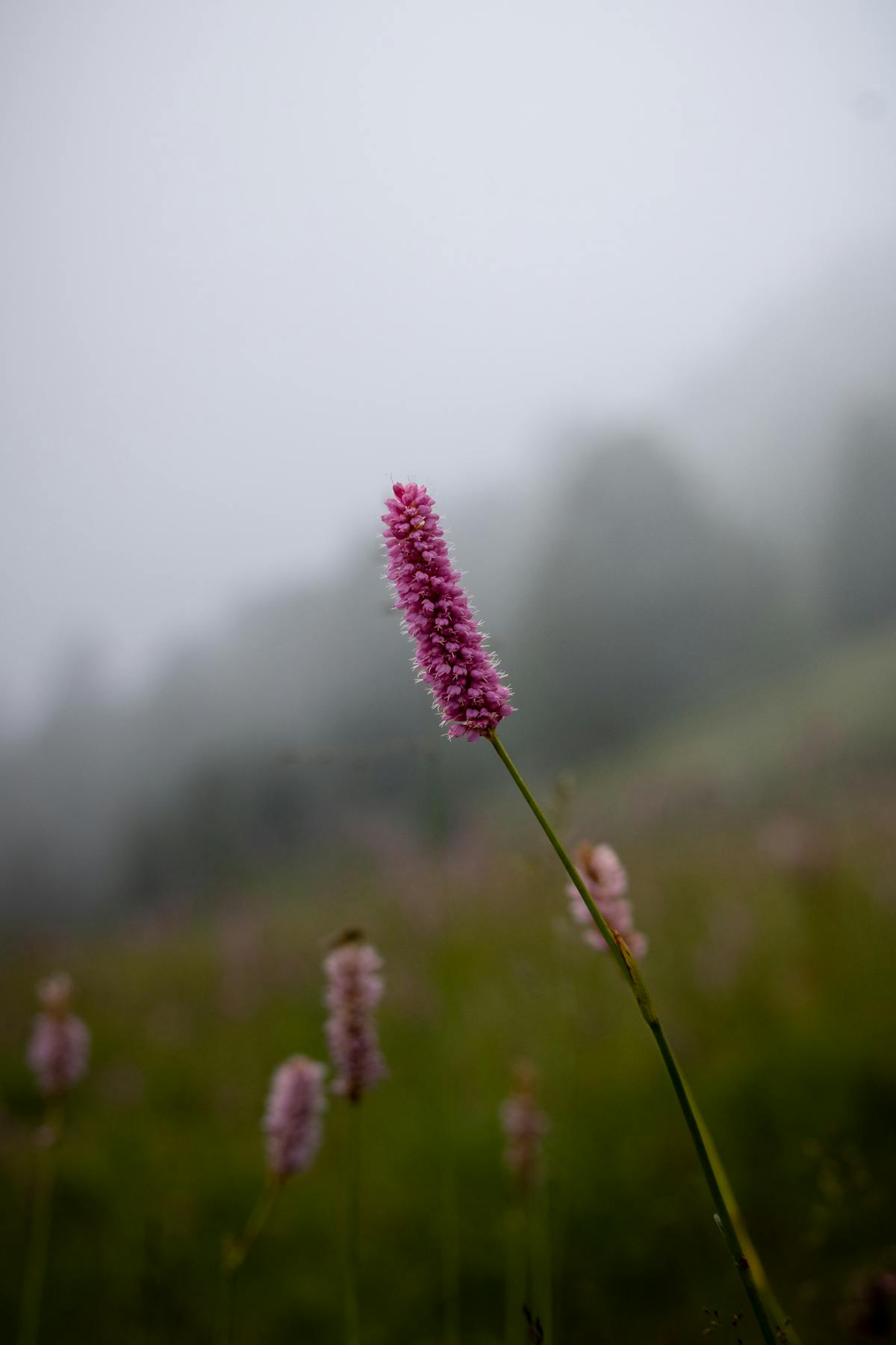 Pink Coquette Laptop Wallpaper 4k Photos, Download The BEST Free Pink ...