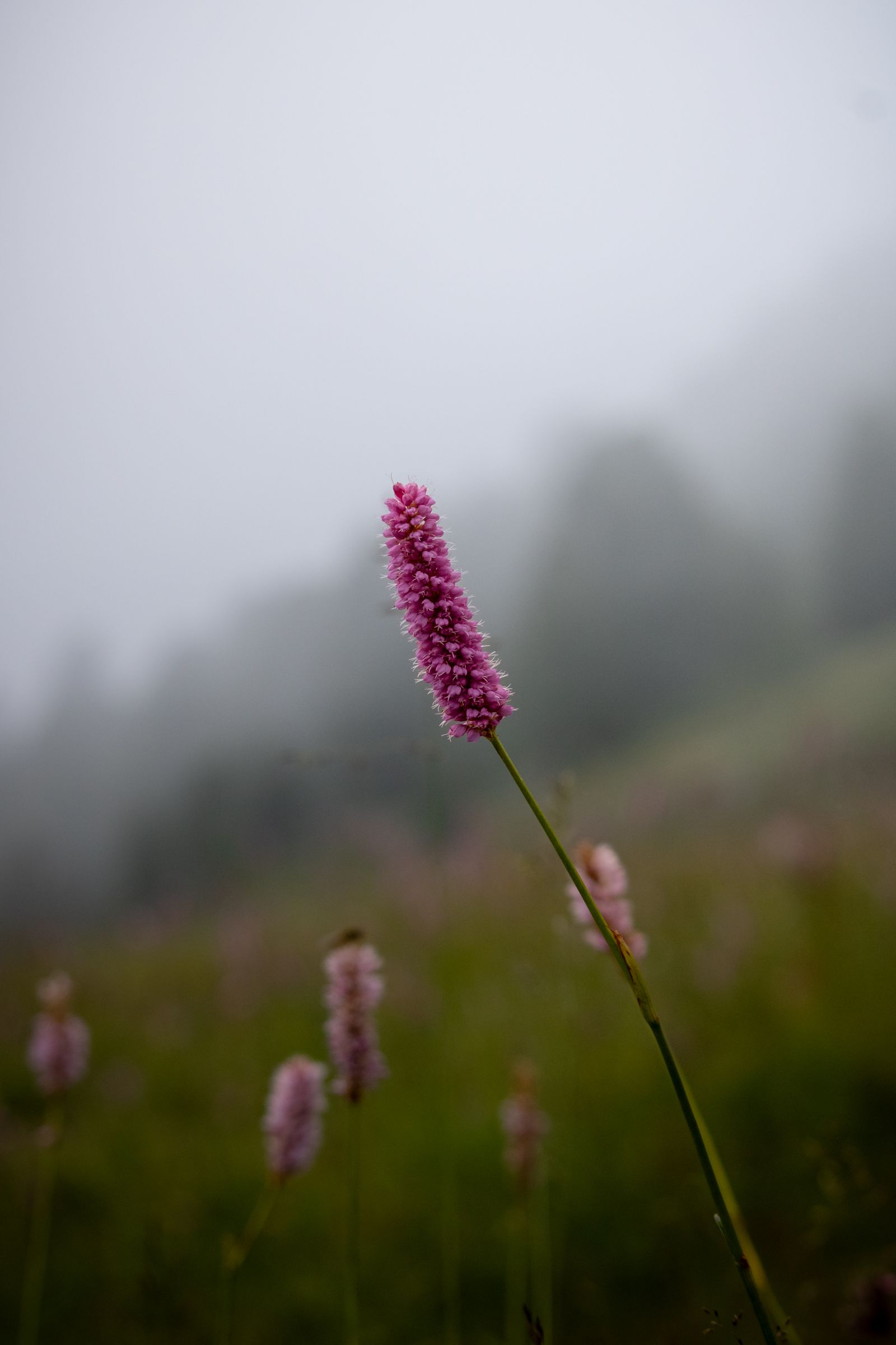 Pink Hd Wallpapers Photos, Download The BEST Free Pink Hd Wallpapers ...