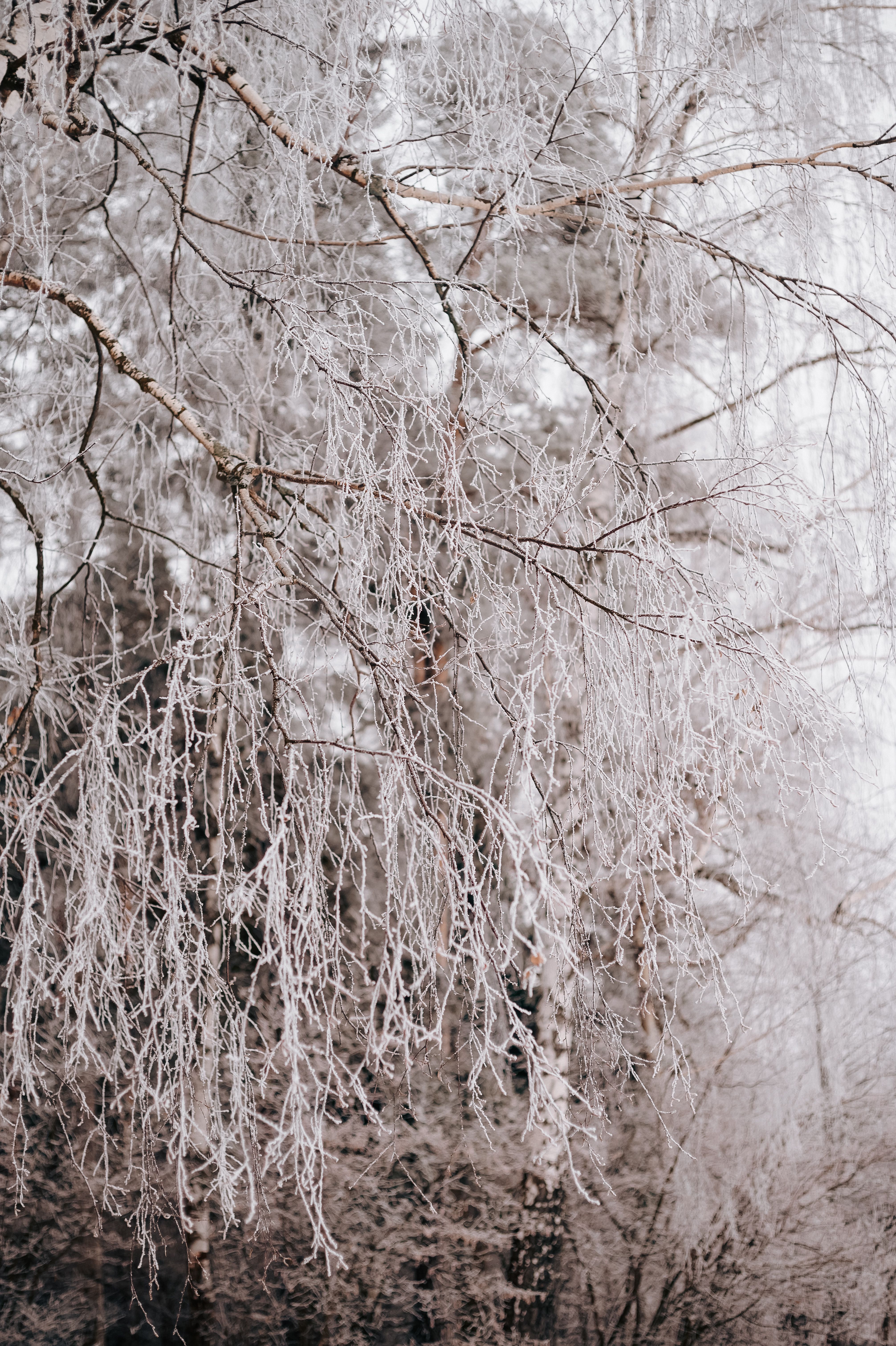 Frost Covered Winter Birch Tree Branches · Free Stock Photo