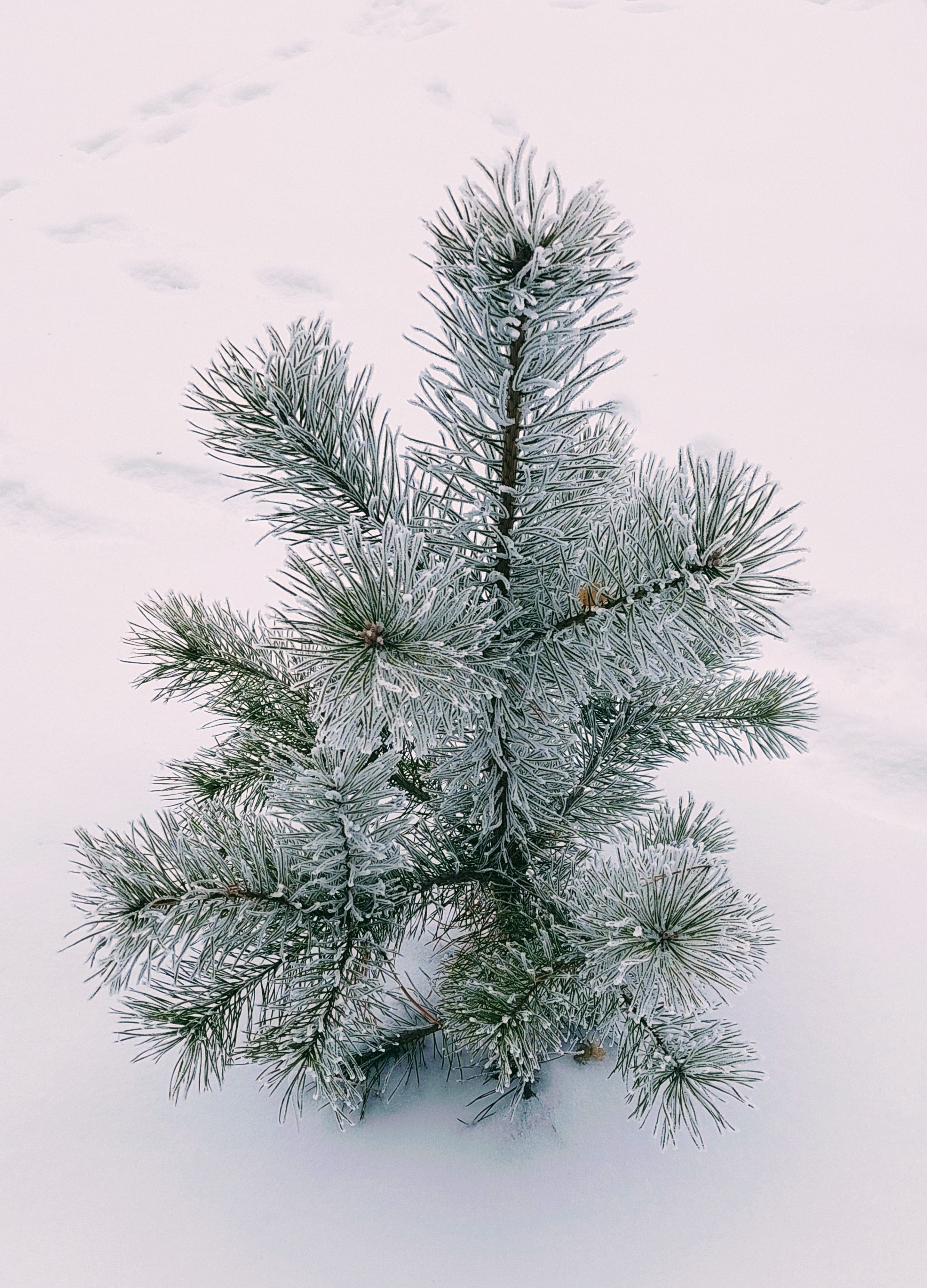 Snow-Covered Pine Tree in Winter Wonderland · Free Stock Photo