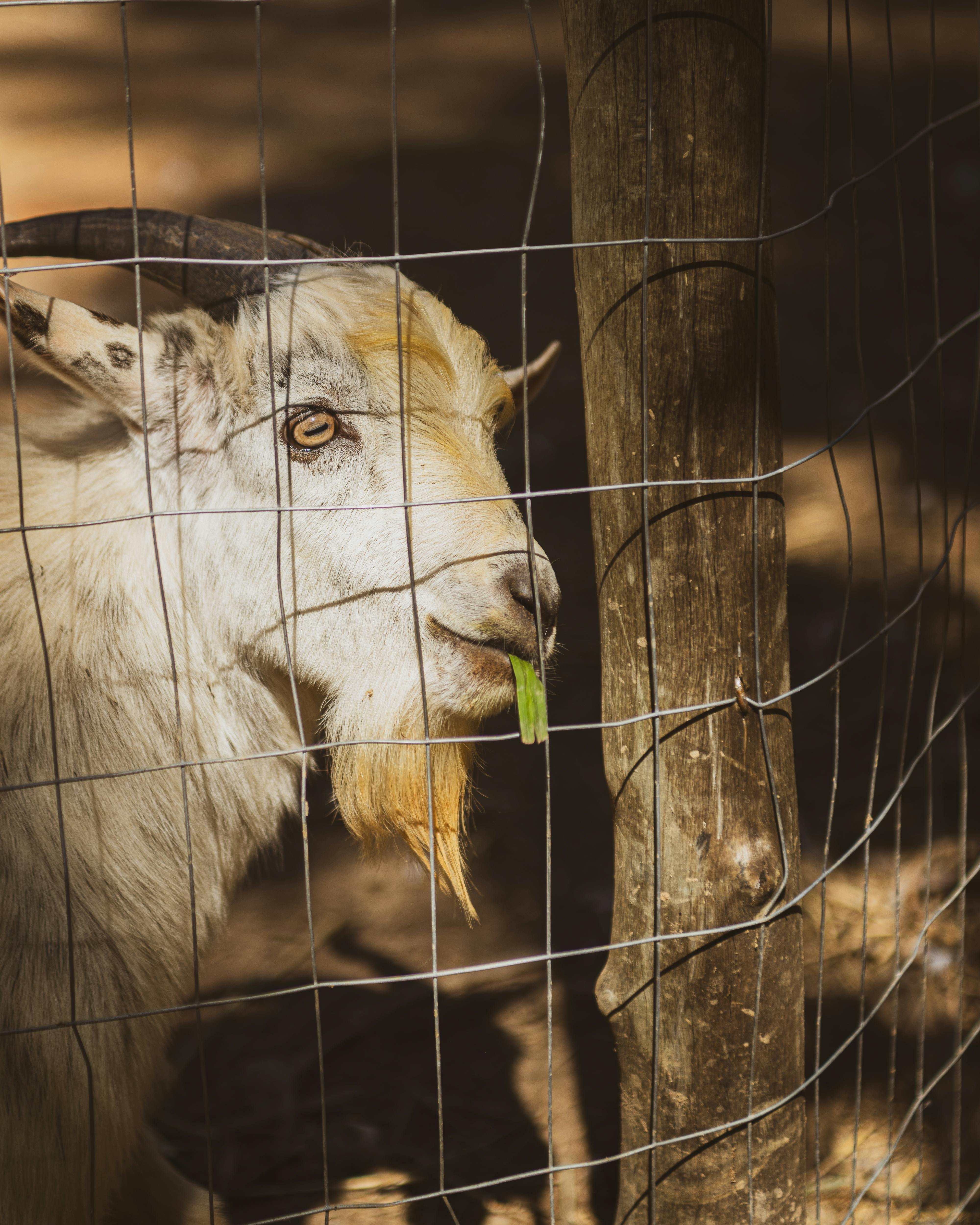 Curious Goat Behind a Wire Fence Outdoors · Free Stock Photo