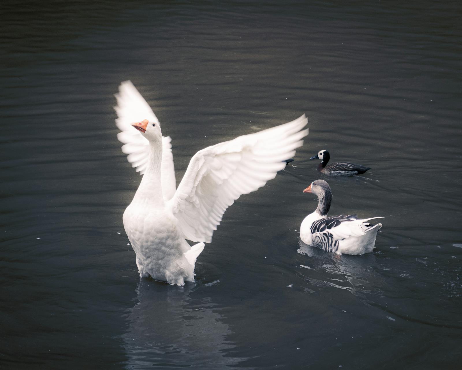 Donald Duck Photos, Download The BEST Free Donald Duck Stock Photos ...