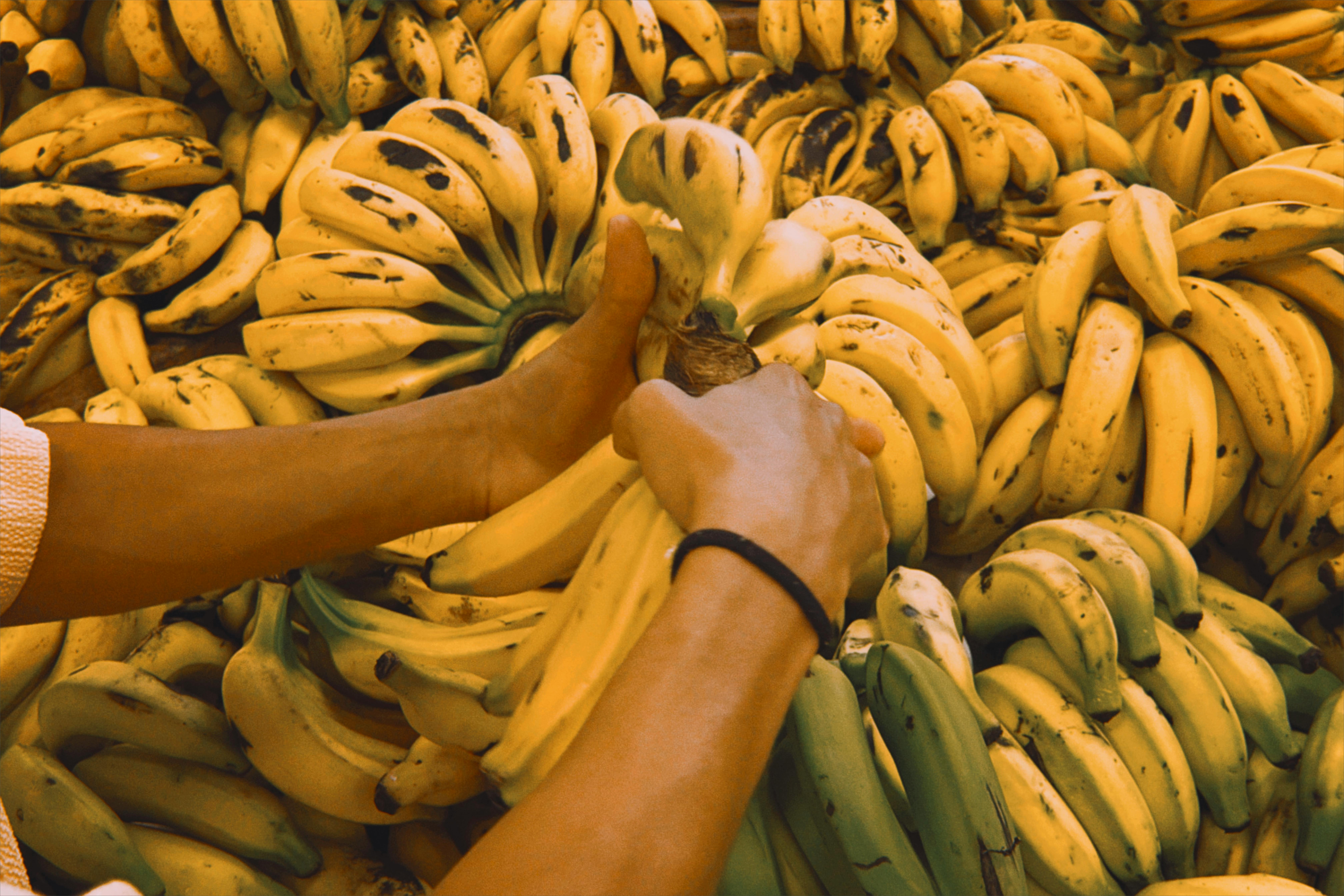 Hand Picking Ripe Bananas in Brazil Market · Free Stock Photo