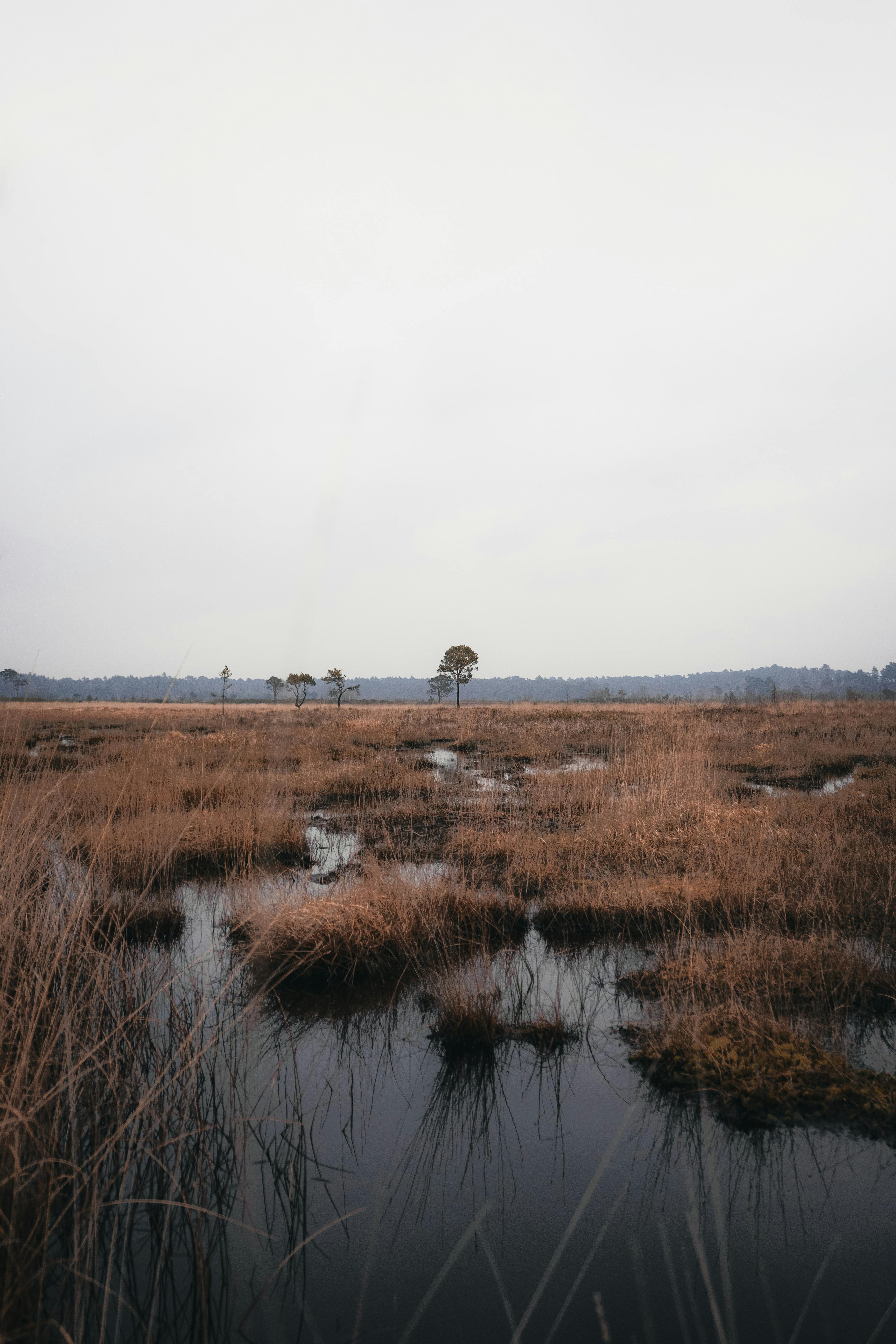 Serene Marsh Landscape in England · Free Stock Photo