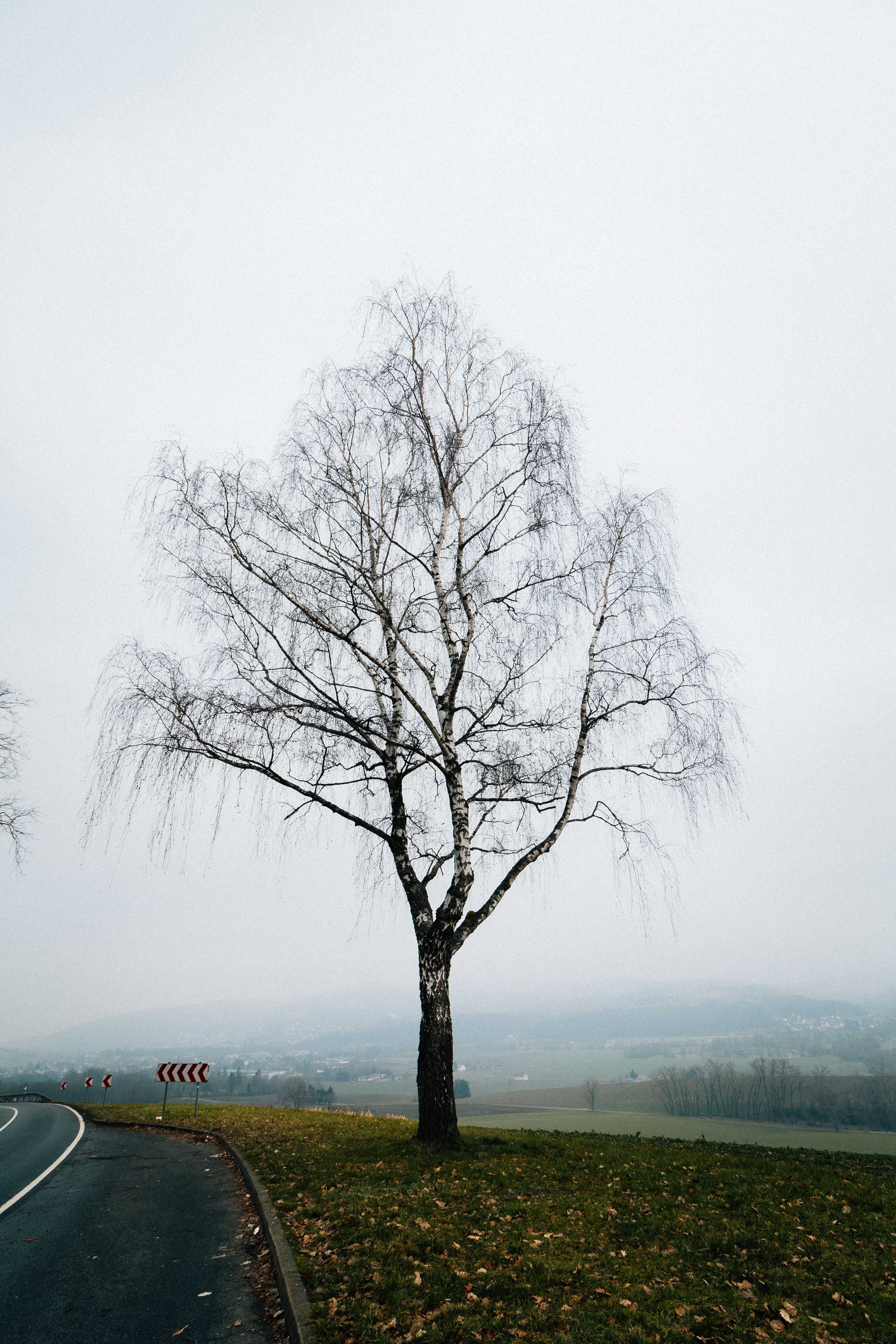 Tranquil Birch Tree on Misty Rural Road · Free Stock Photo