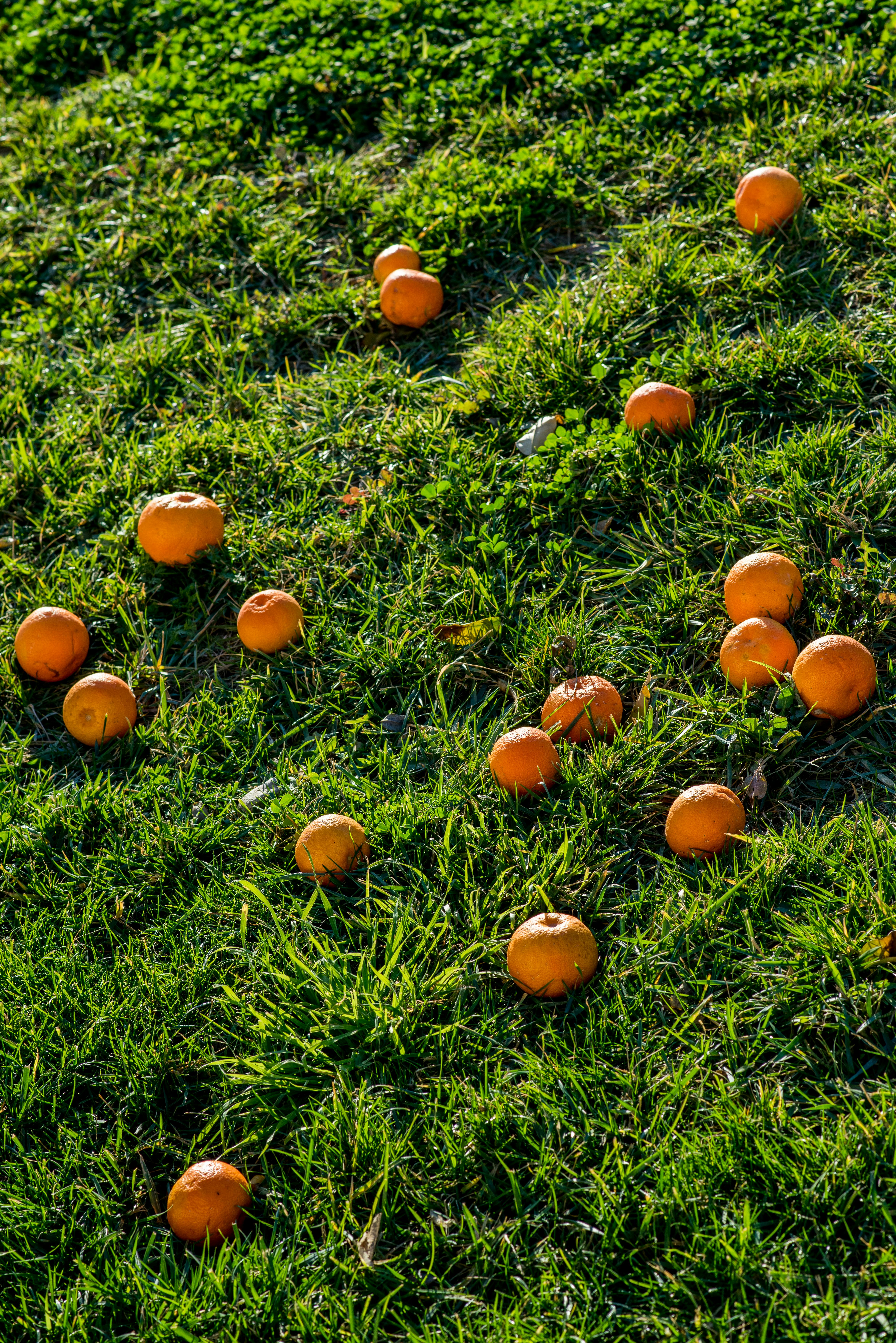 Oranges Scattered on Green Grass Outdoors · Free Stock Photo