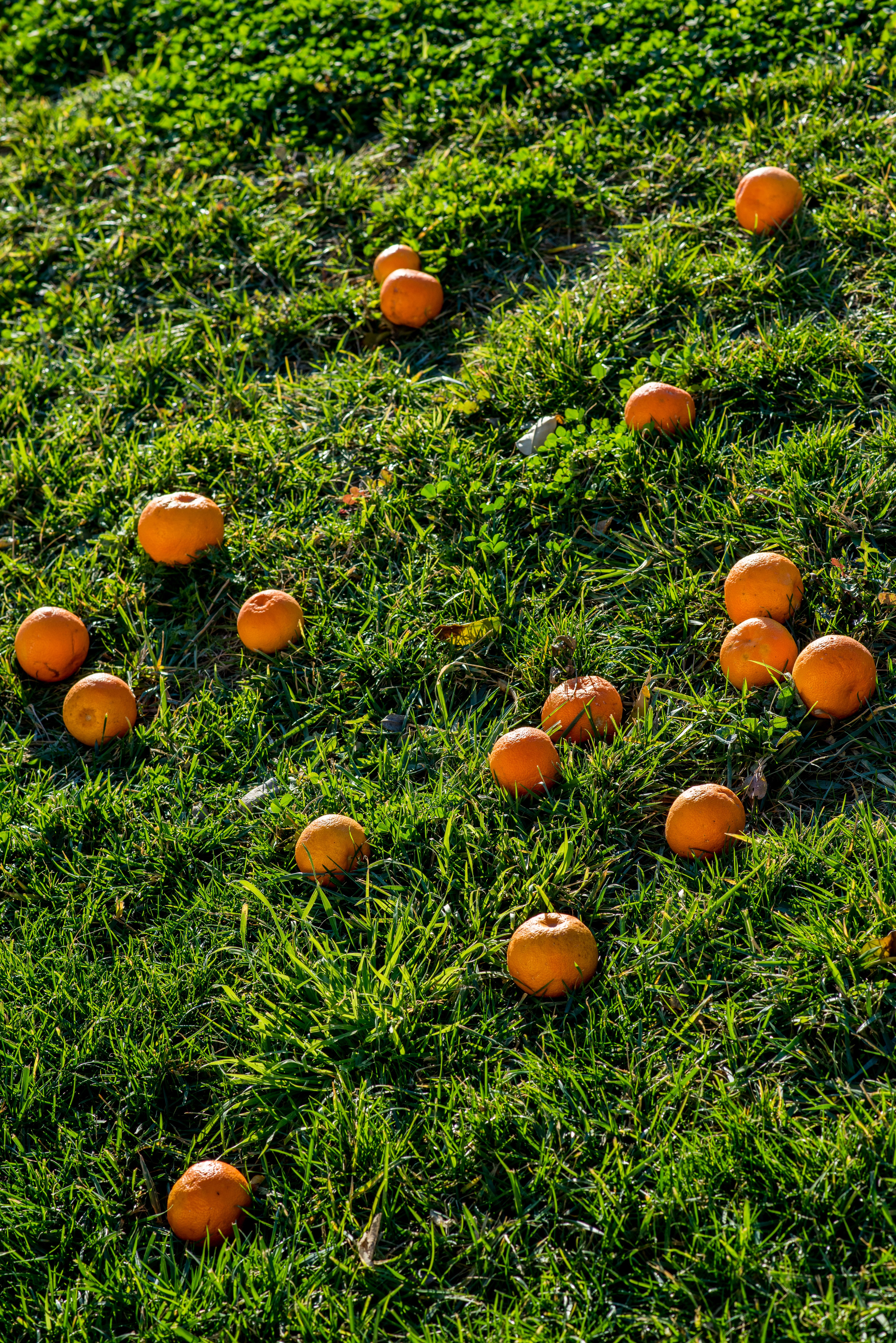 Oranges Scattered on Green Grass Outdoors · Free Stock Photo