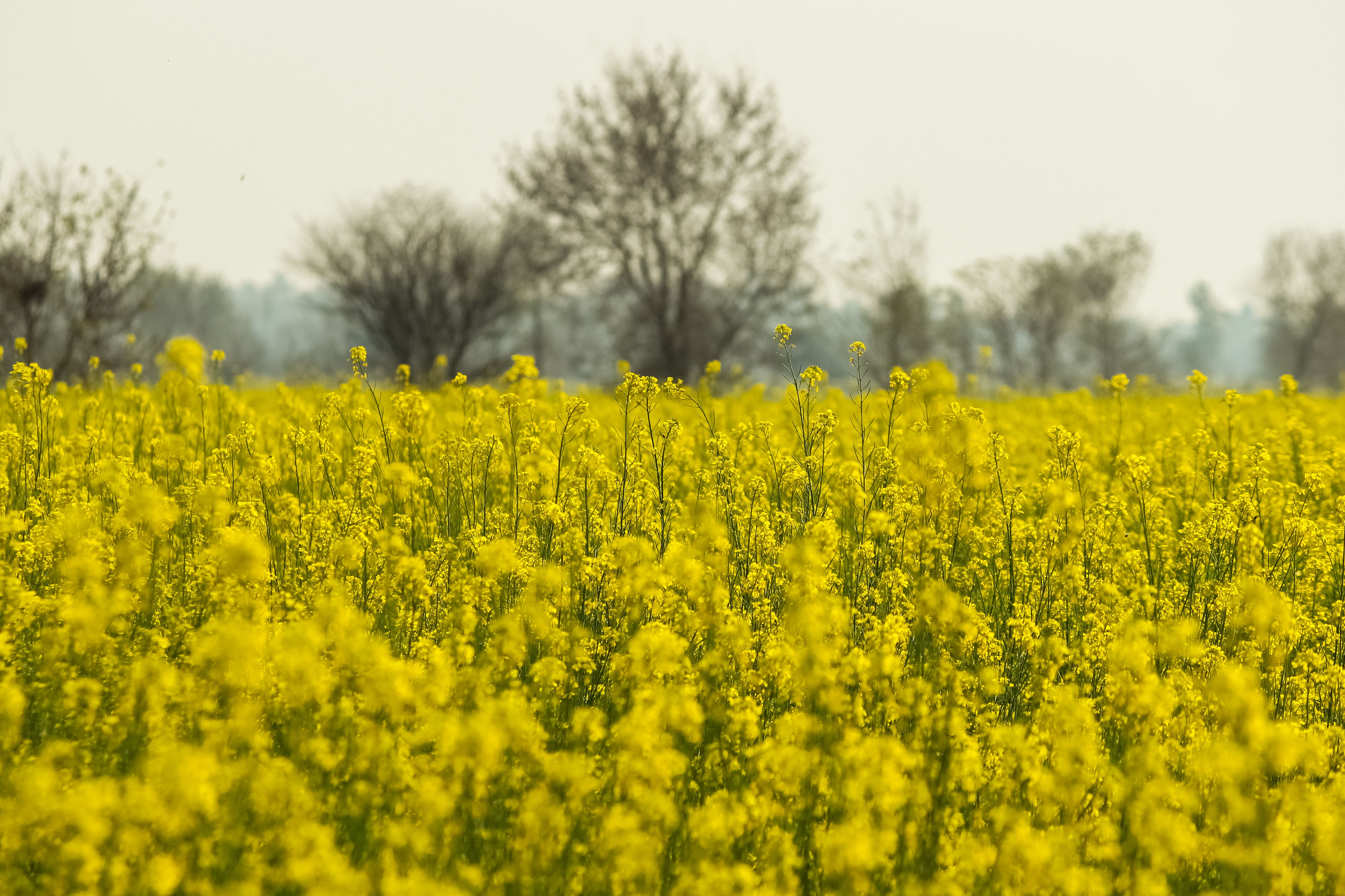 Vibrant Yellow Rapeseed Field in Punjab · Free Stock Photo