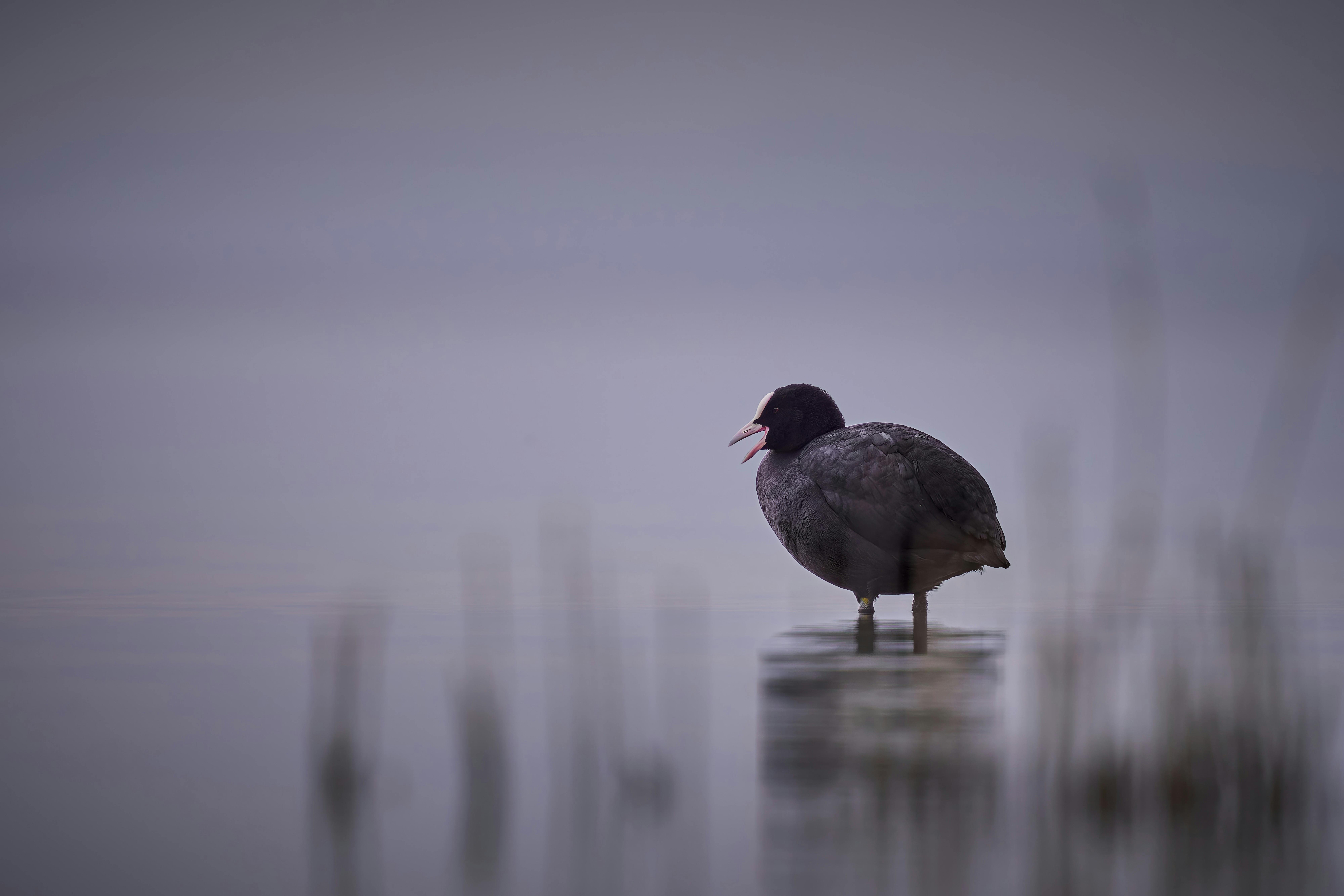 Serene Image of a Eurasian Coot in Calm Waters · Free Stock Photo