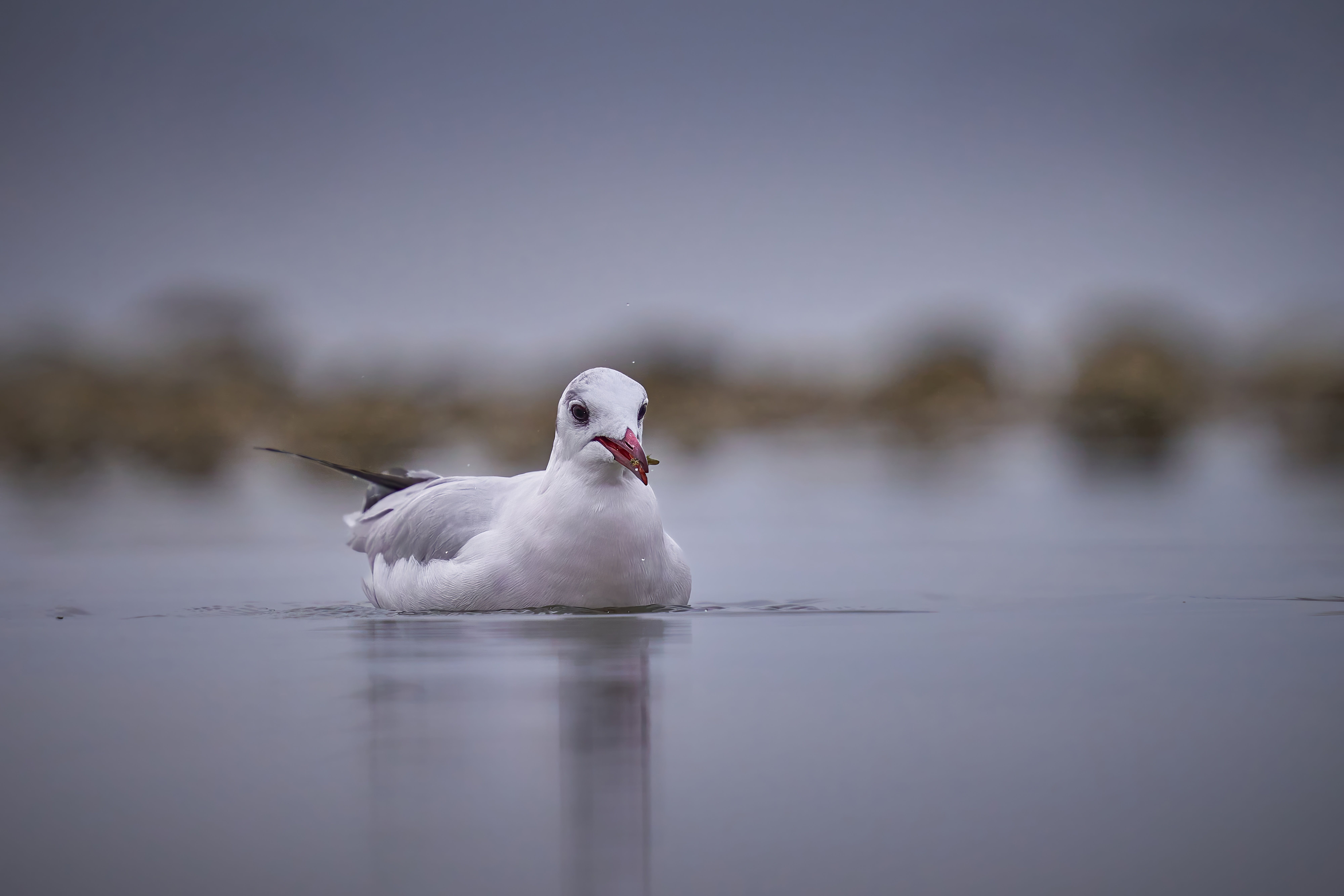 Seagull Floating Peacefully on Calm Water · Free Stock Photo