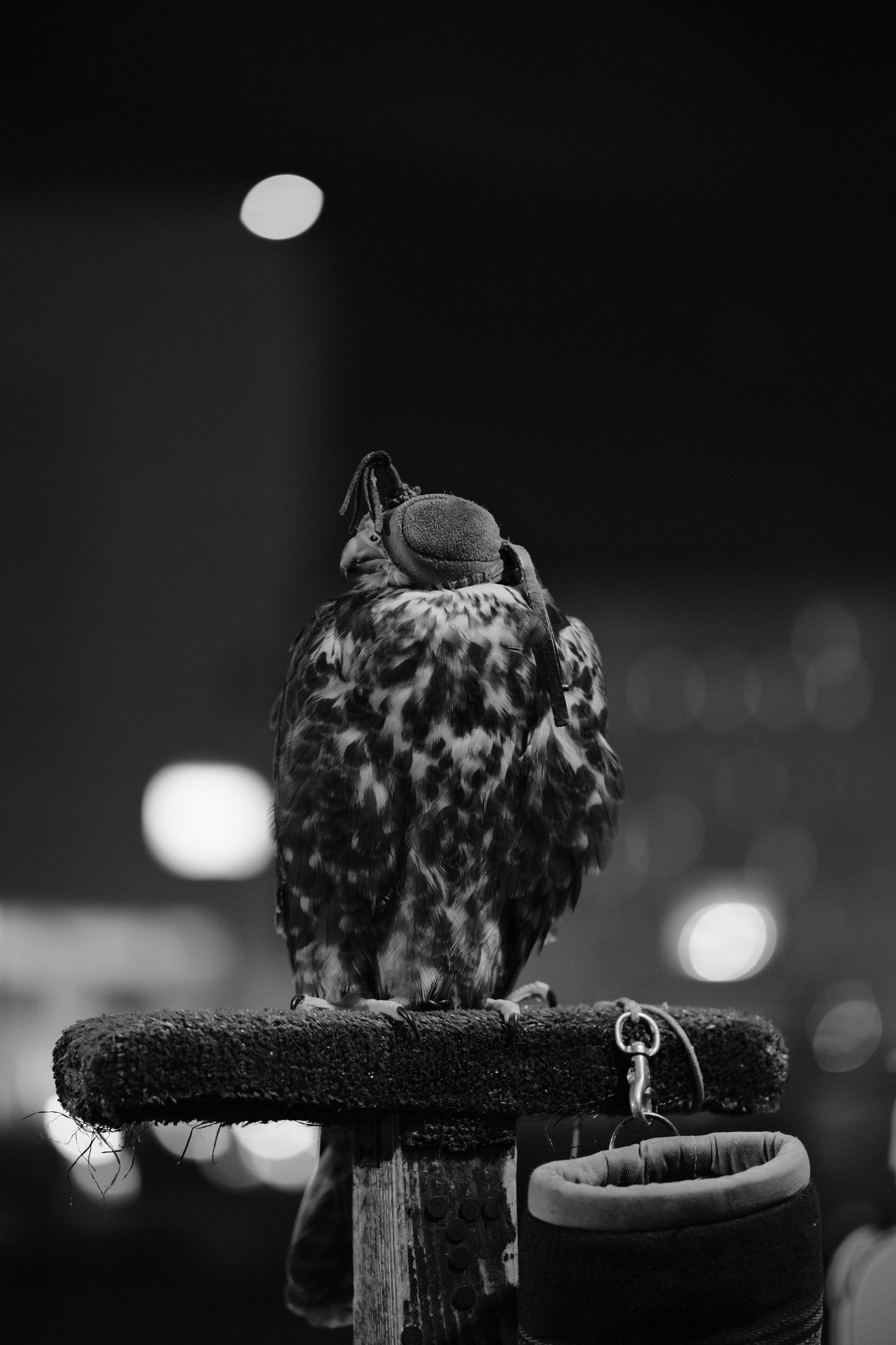 Bird Training Photos, Download The BEST Free Bird Training Stock Photos ...