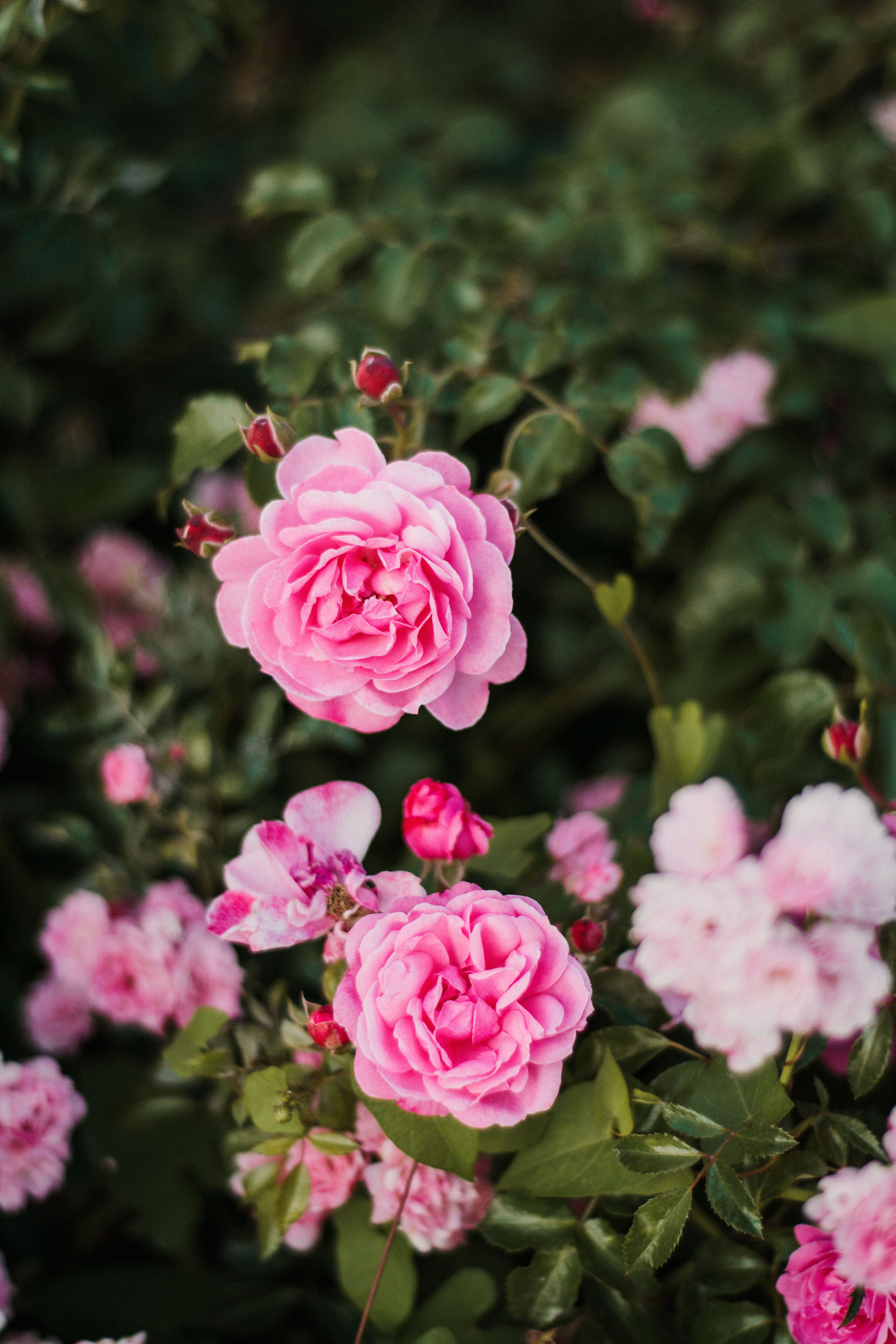 Vibrant Pink Roses in Bloom During Summer · Free Stock Photo