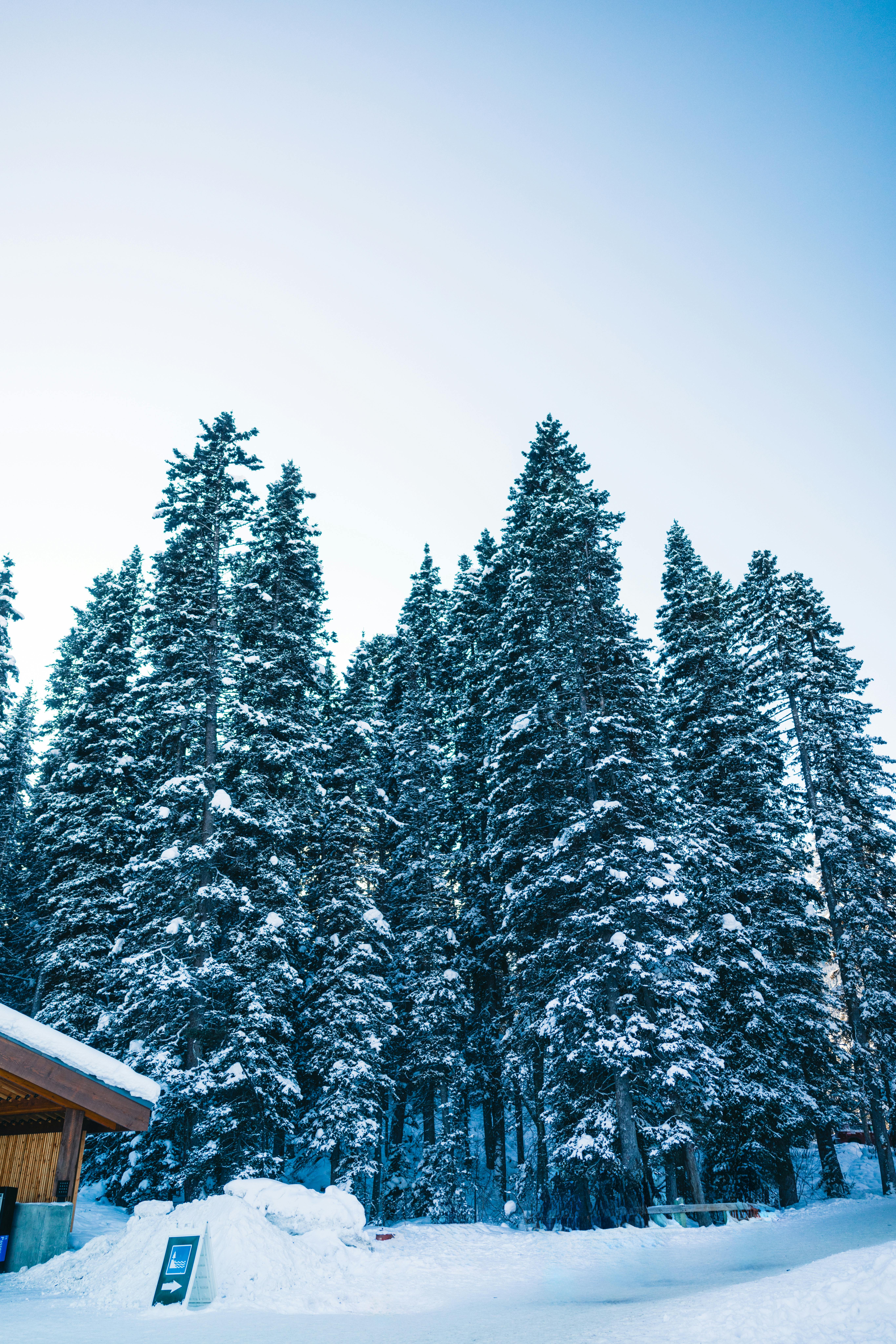 Snow-Covered Pine Trees in Banff National Park · Free Stock Photo