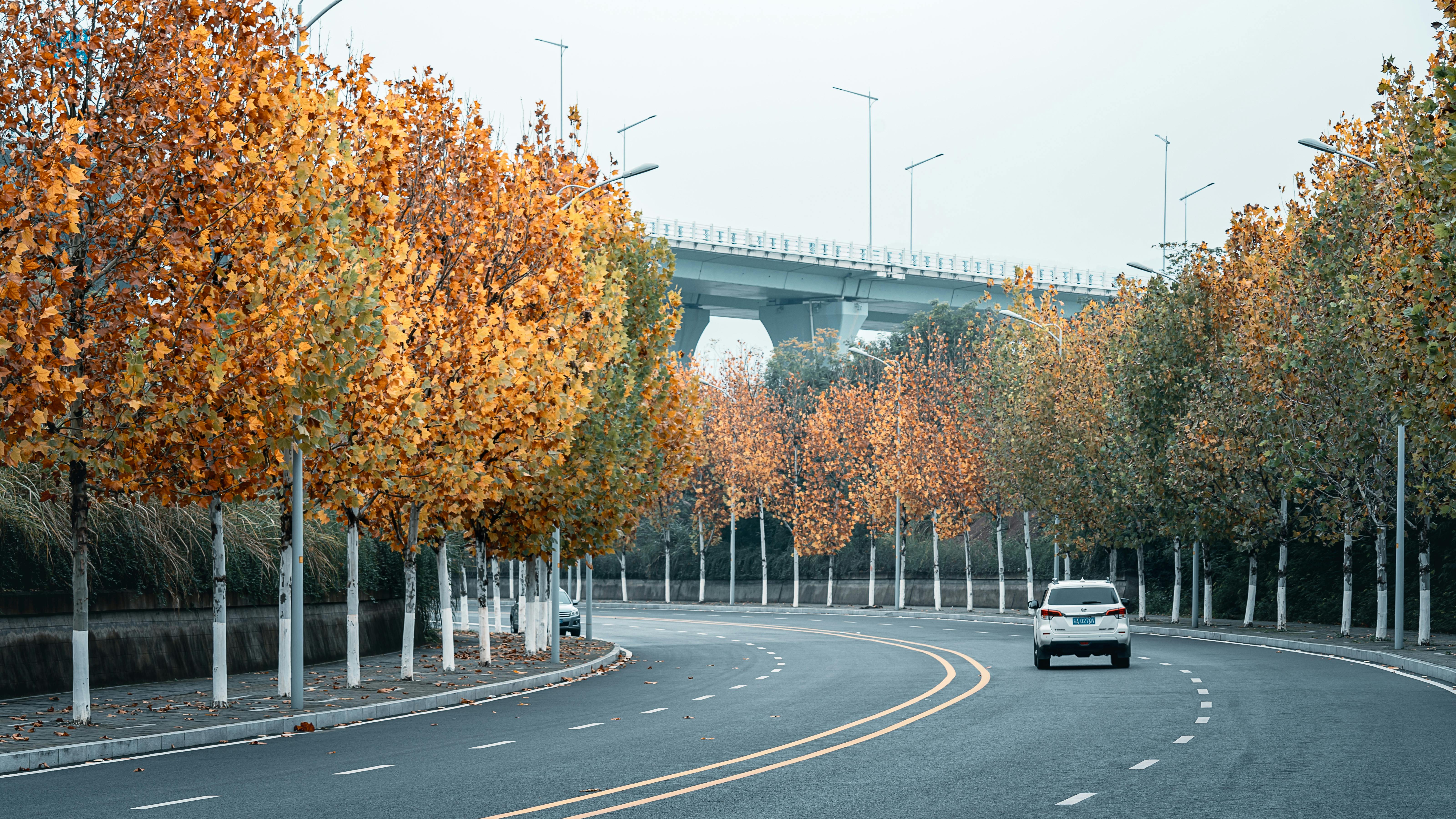 Curved Road with Autumn Foliage and Car · Free Stock Photo